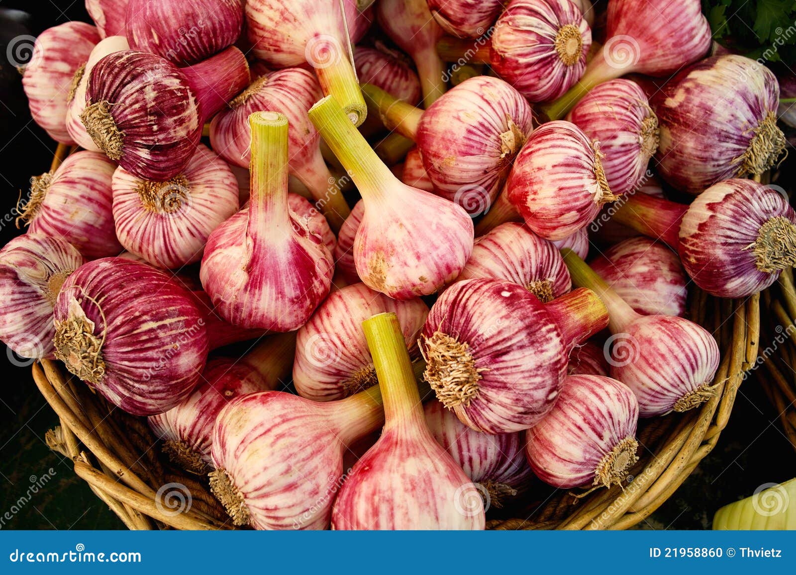 Garlic stock photo. Image of green, food, spice, clove - 21958860