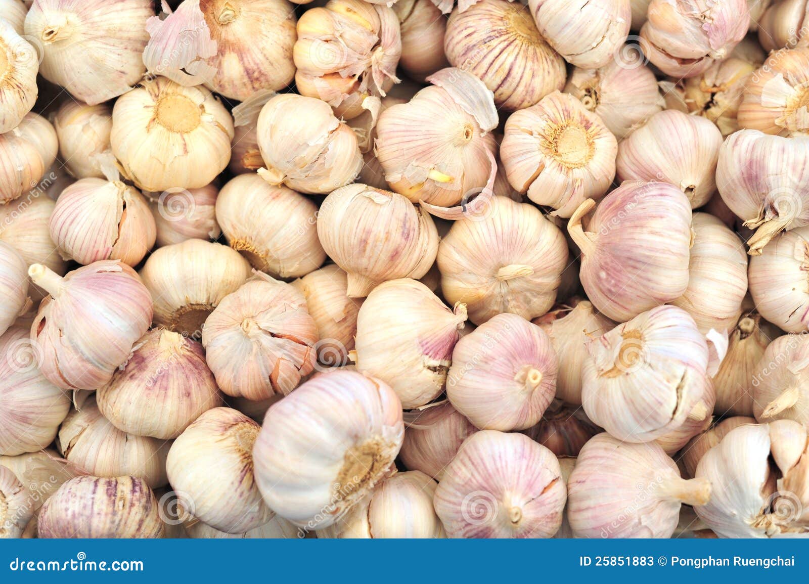 Garlic stock image. Image of vegetable, healthy, herb - 25851883