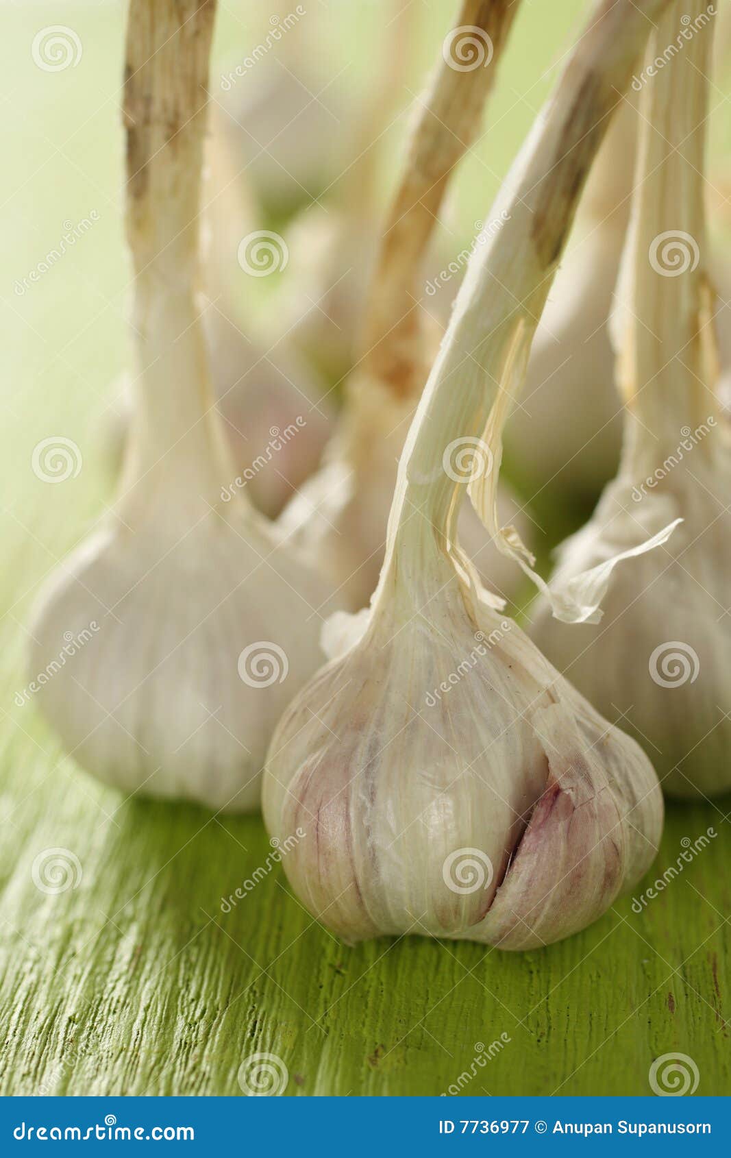 Garlic stock image. Image of natural, white, organic, garlic - 7736977