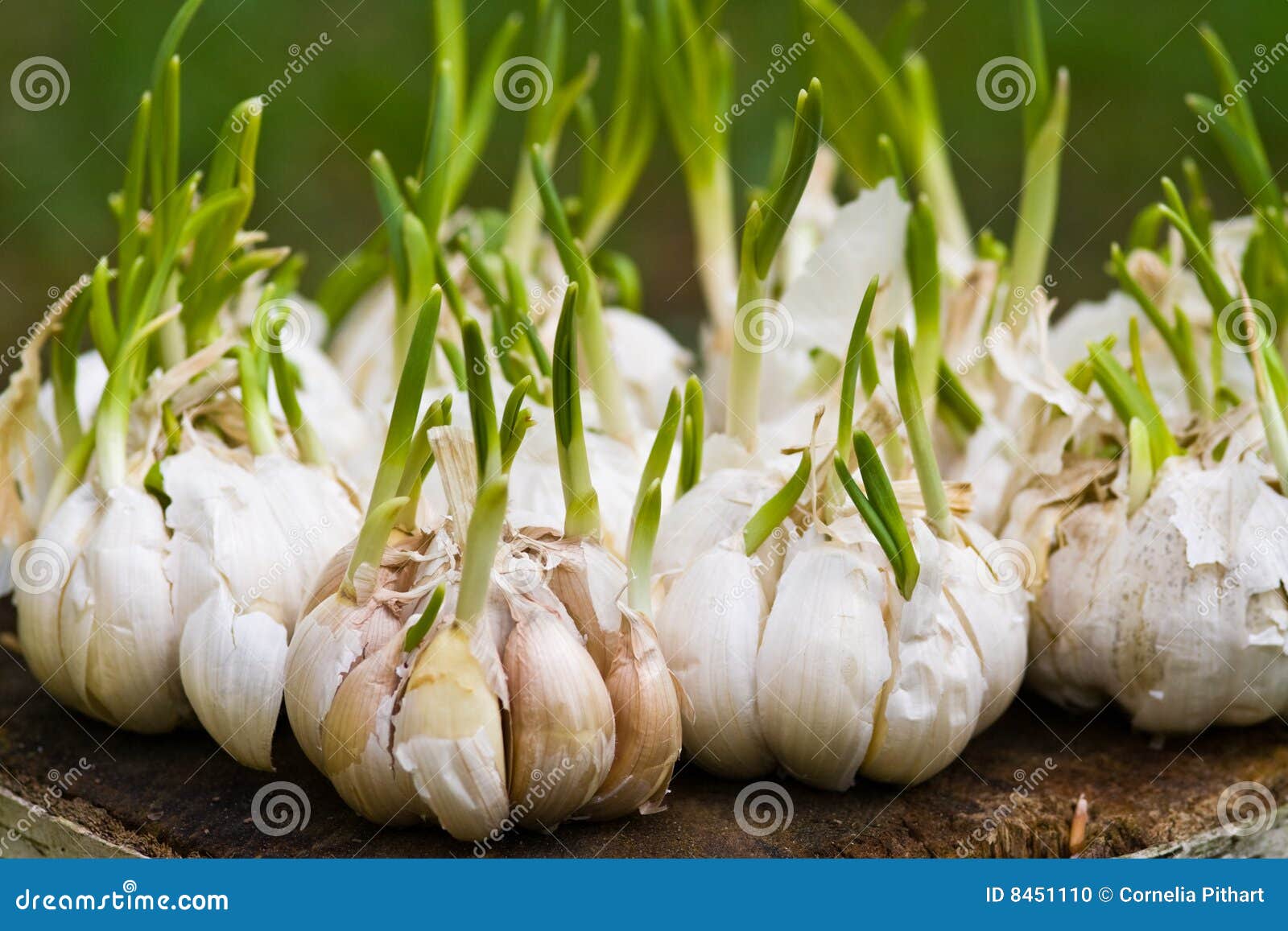 Garlic stock photo. Image of spice, sprout, ingredient - 8451110