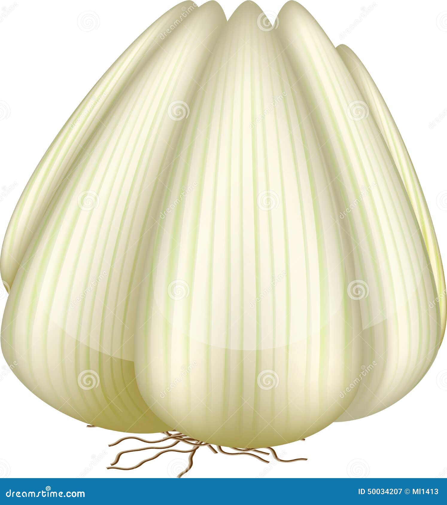 Garlic stock vector. Illustration of vector, vegetarian - 50034207