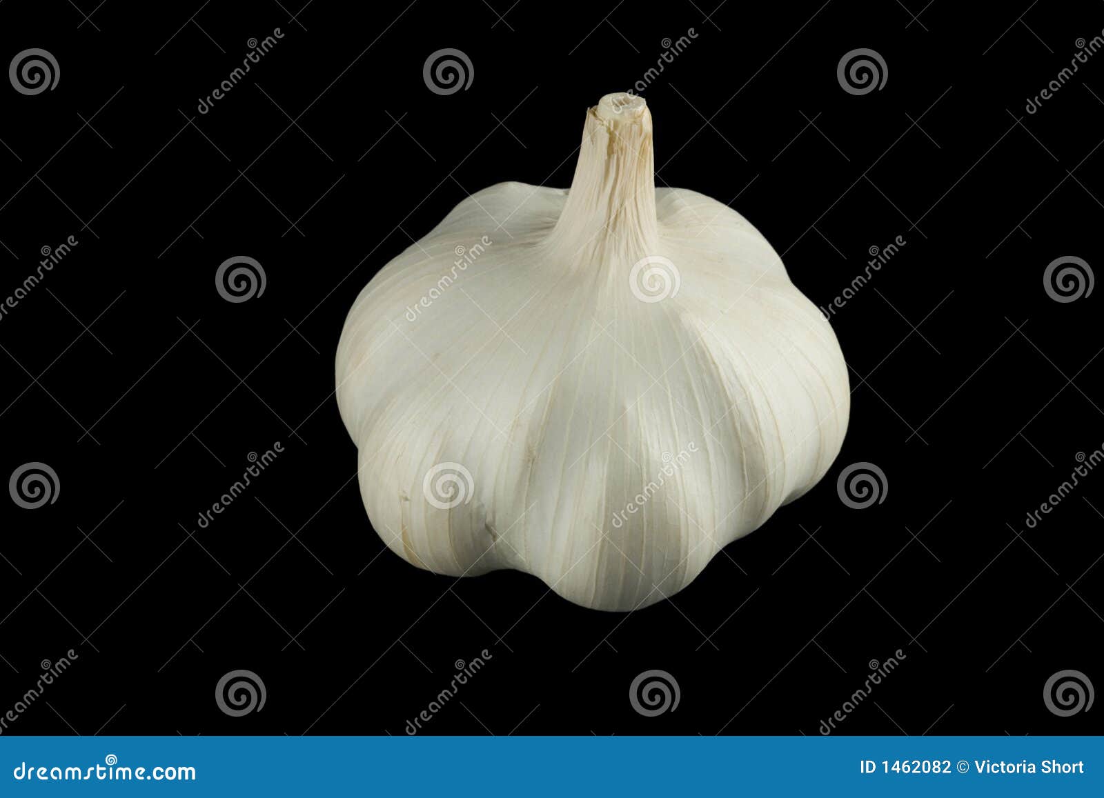 Garlic alpha stock photo. Image of bulb, vegetable, plant - 1462082