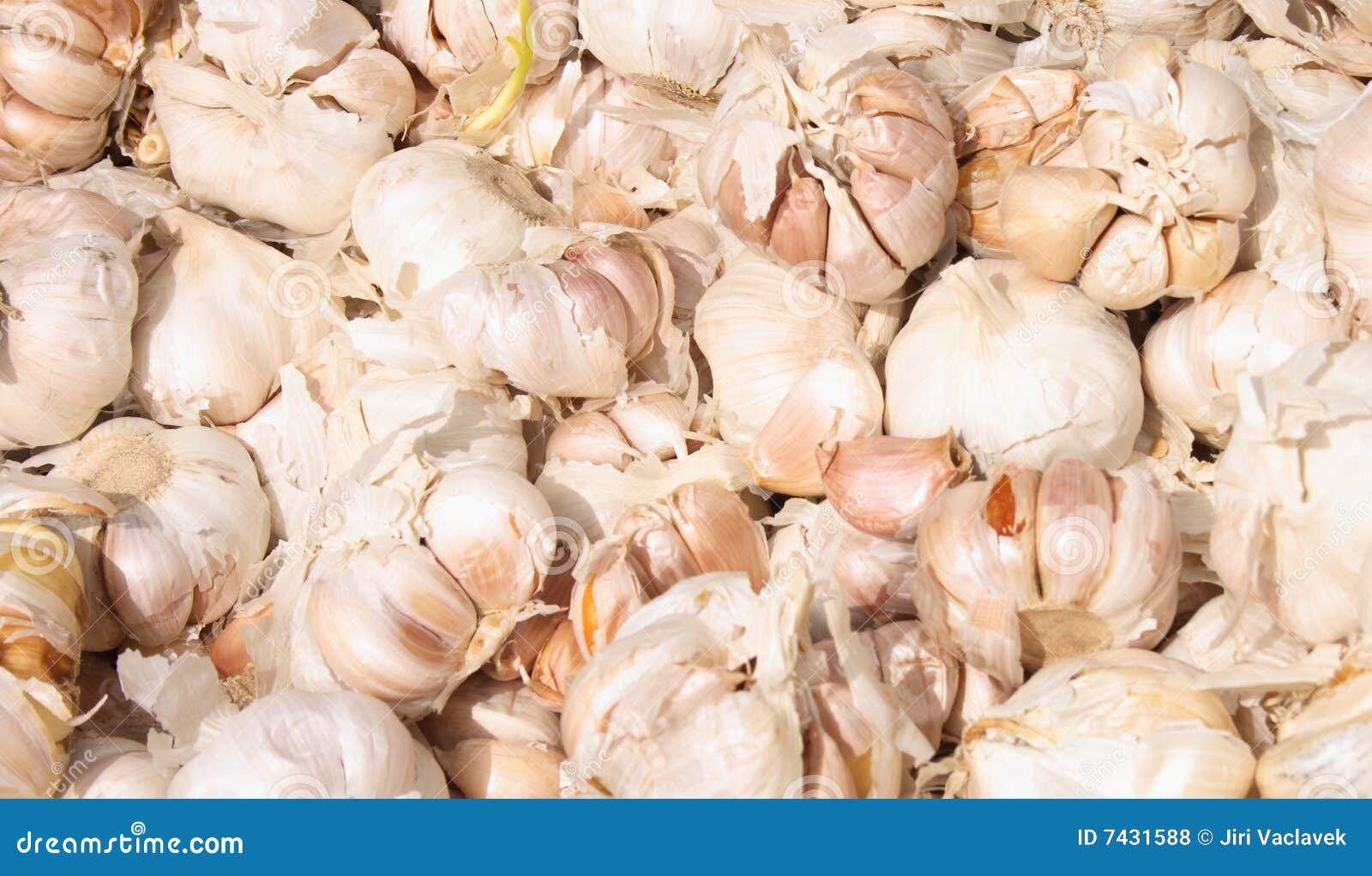 Garlic background stock photo. Image of medicinal, background - 7431588