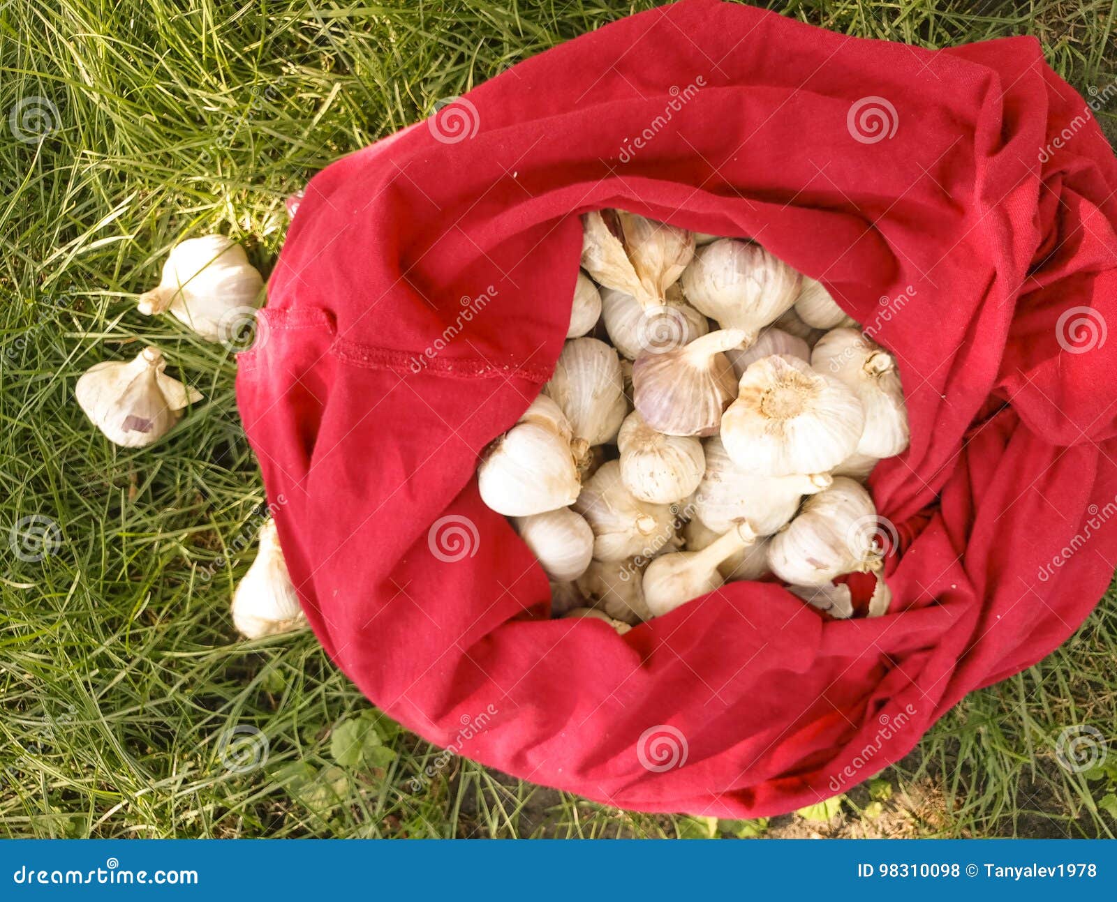 Garlic bag stock photo. Image of food, pungent, gourmet - 98310098