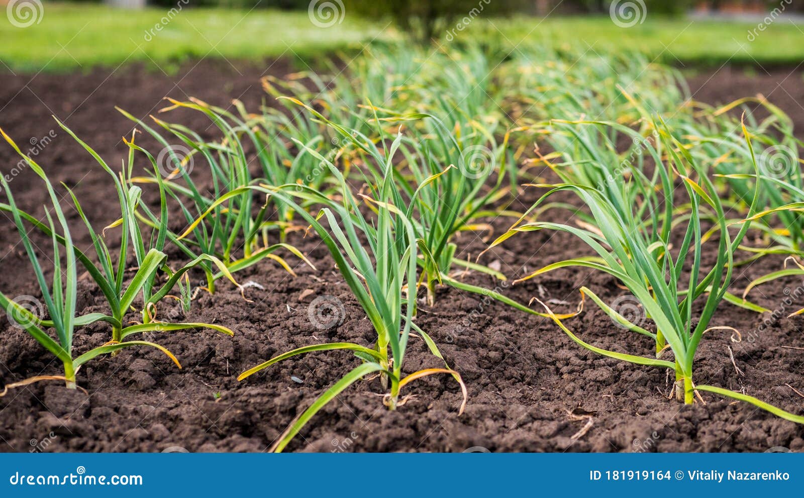 Garlic Bed, Even Rows in the Garden Stock Photo - Image of seasoning ...