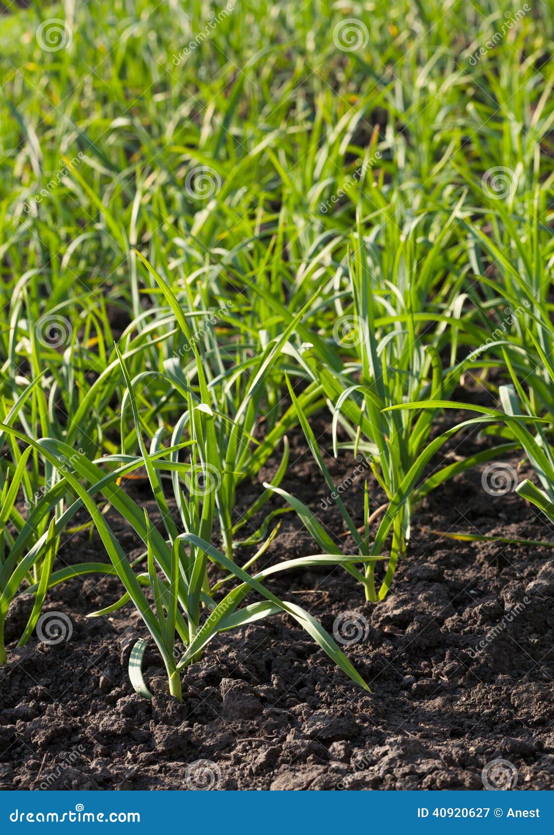 Garlic bed in spring stock image. Image of lush, herbal - 40920627