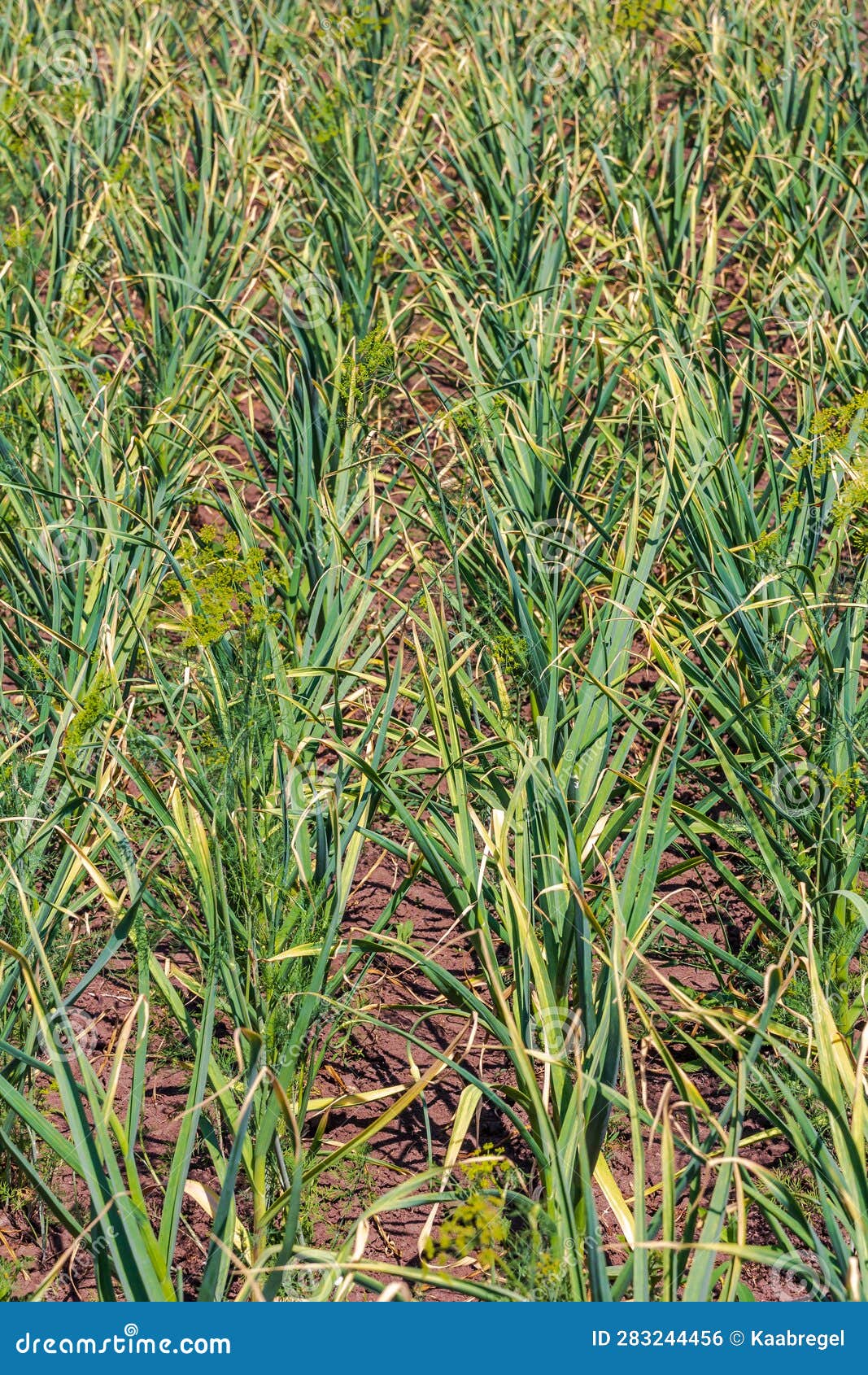 Garlic Bed, Vertical Image. Agricultural Field with Several Rows of ...