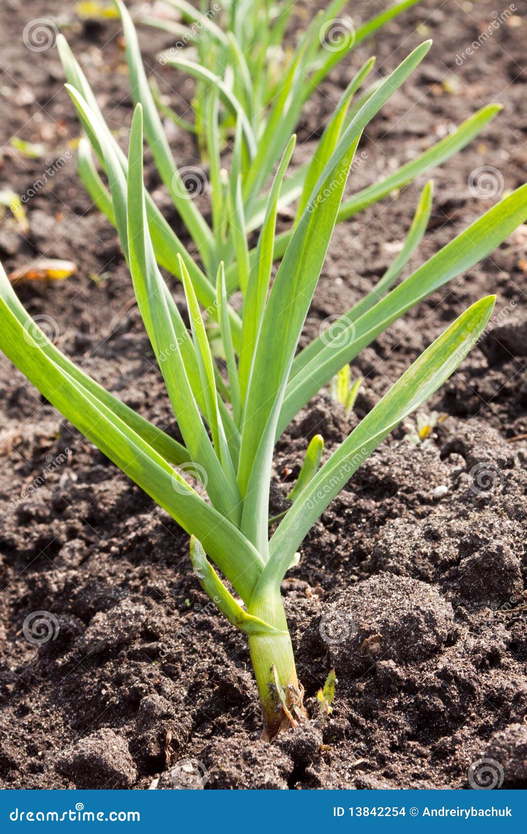 Garlic the beds stock photo. Image of green, flora, healthy - 13842254