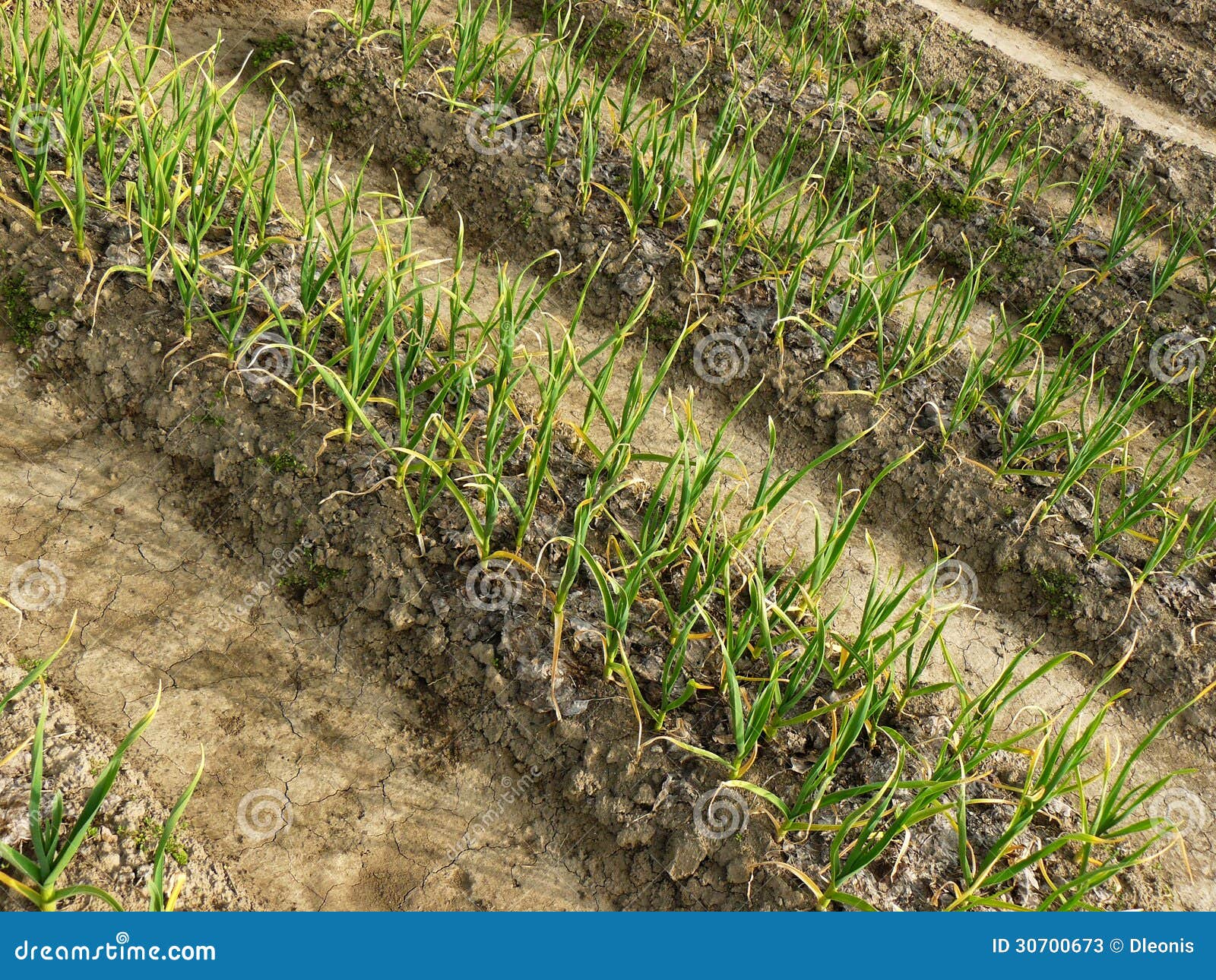 Garlic beds stock image. Image of dirt, fresh, plant - 30700673