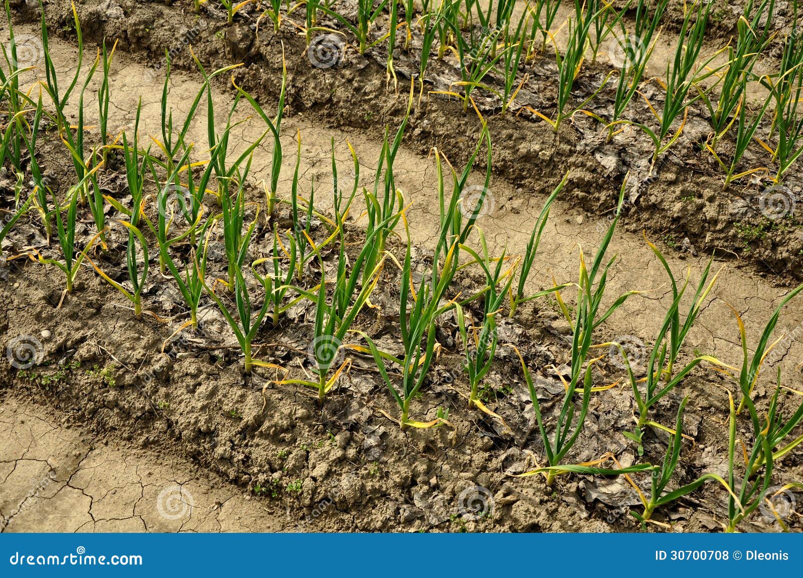 Garlic beds stock photo. Image of agricultural, raise - 30700708
