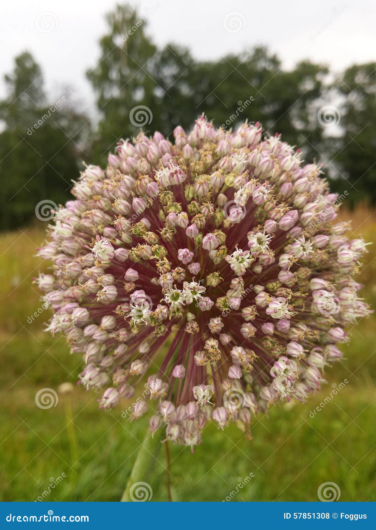 Garlic bloom stock photo. Image of petal, poignancy, plant - 57851308