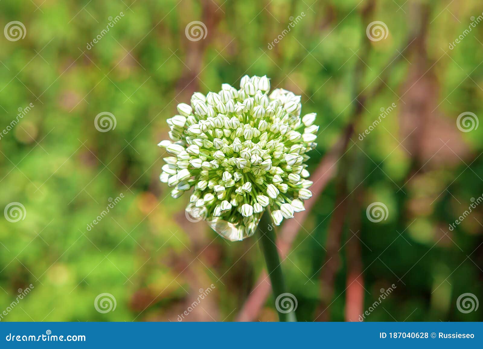 Garlic in bloom stock photo. Image of medicinal, close - 187040628