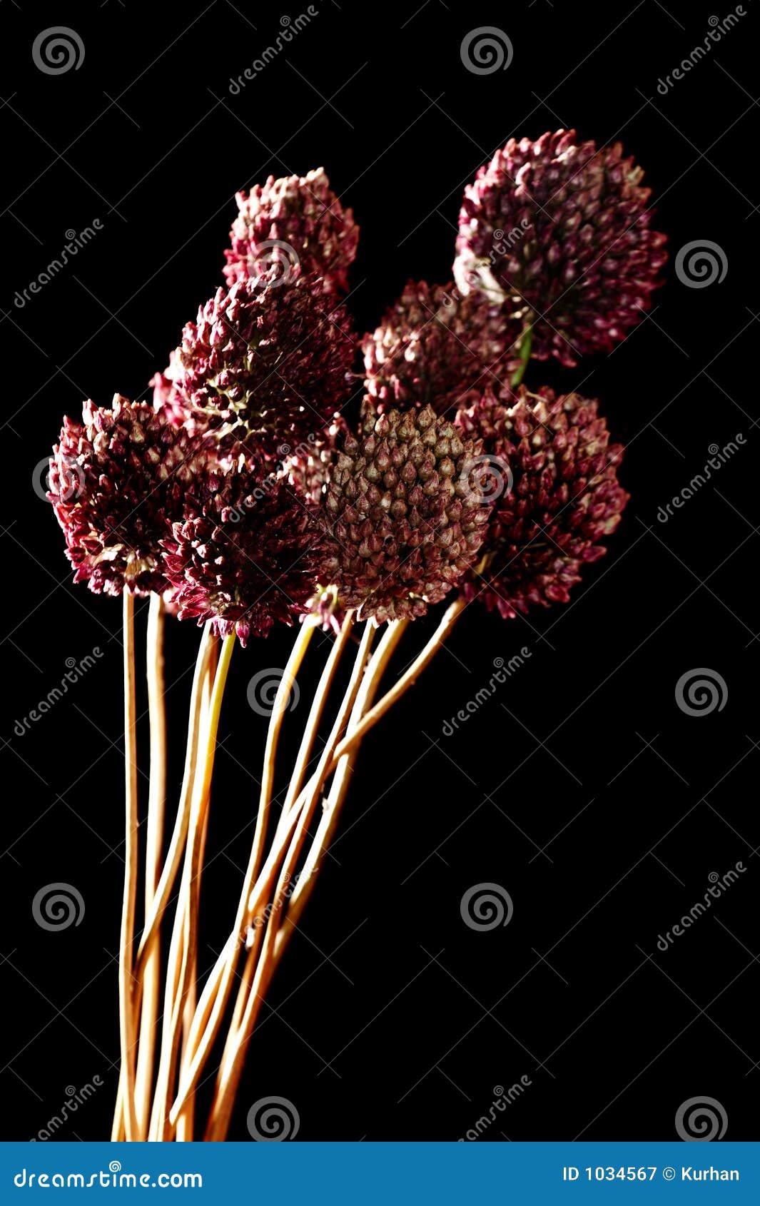 Garlic Blossom Picture. Image: 1034567