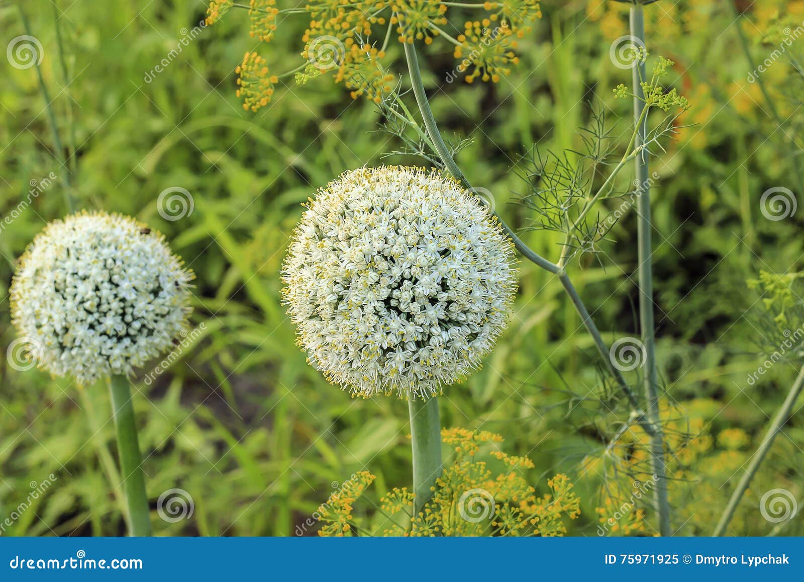 Garlic Blossoms among a Green Fields Stock Image - Image of expand ...