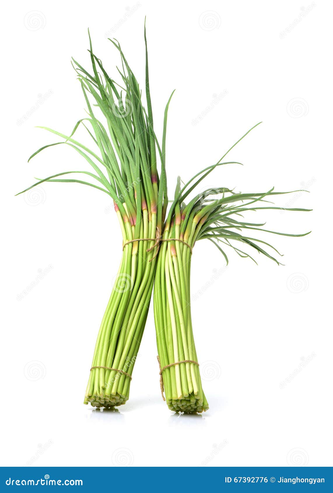 Garlic bolt stock photo. Image of ingredients, garlic - 67392776