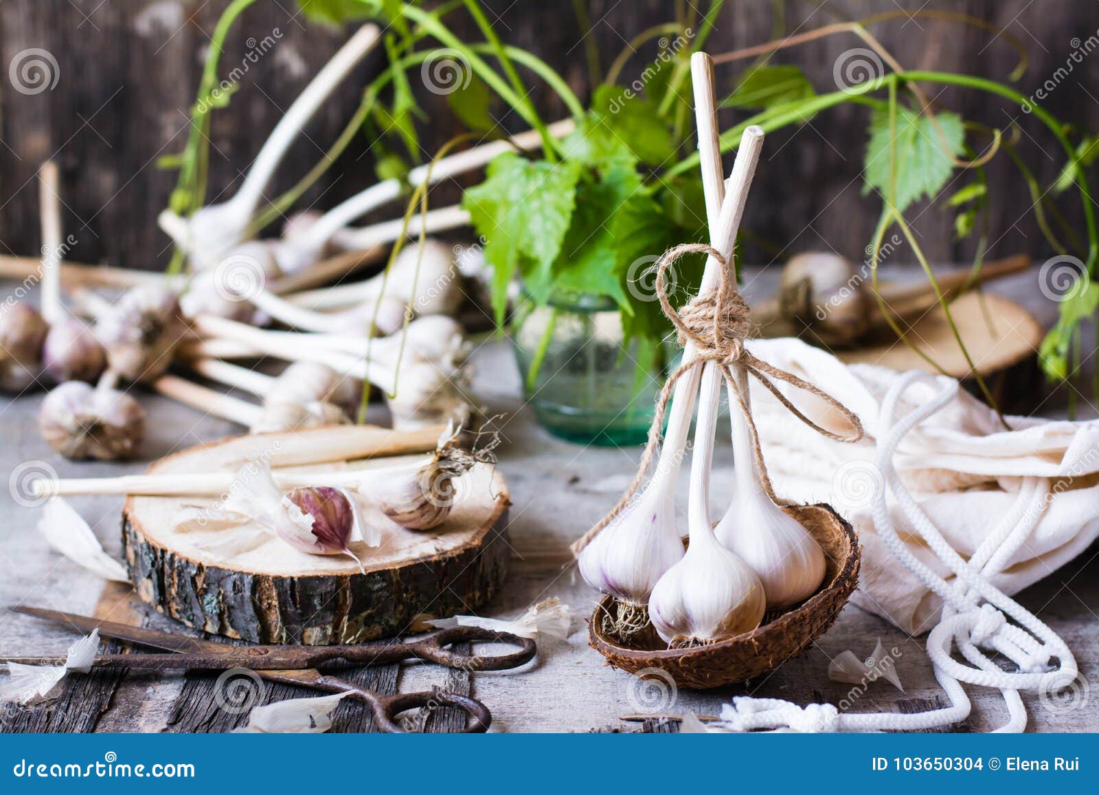 Still life with garlic stock photo. Image of food, scissors - 103650304