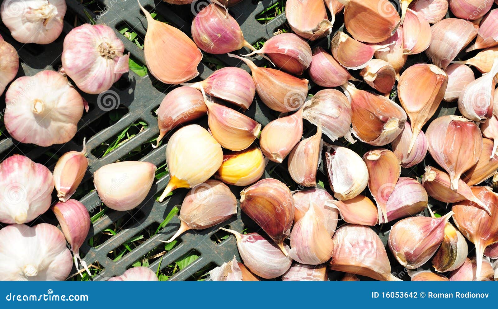 Garlic in the box stock photo. Image of provision, harvest - 16053642