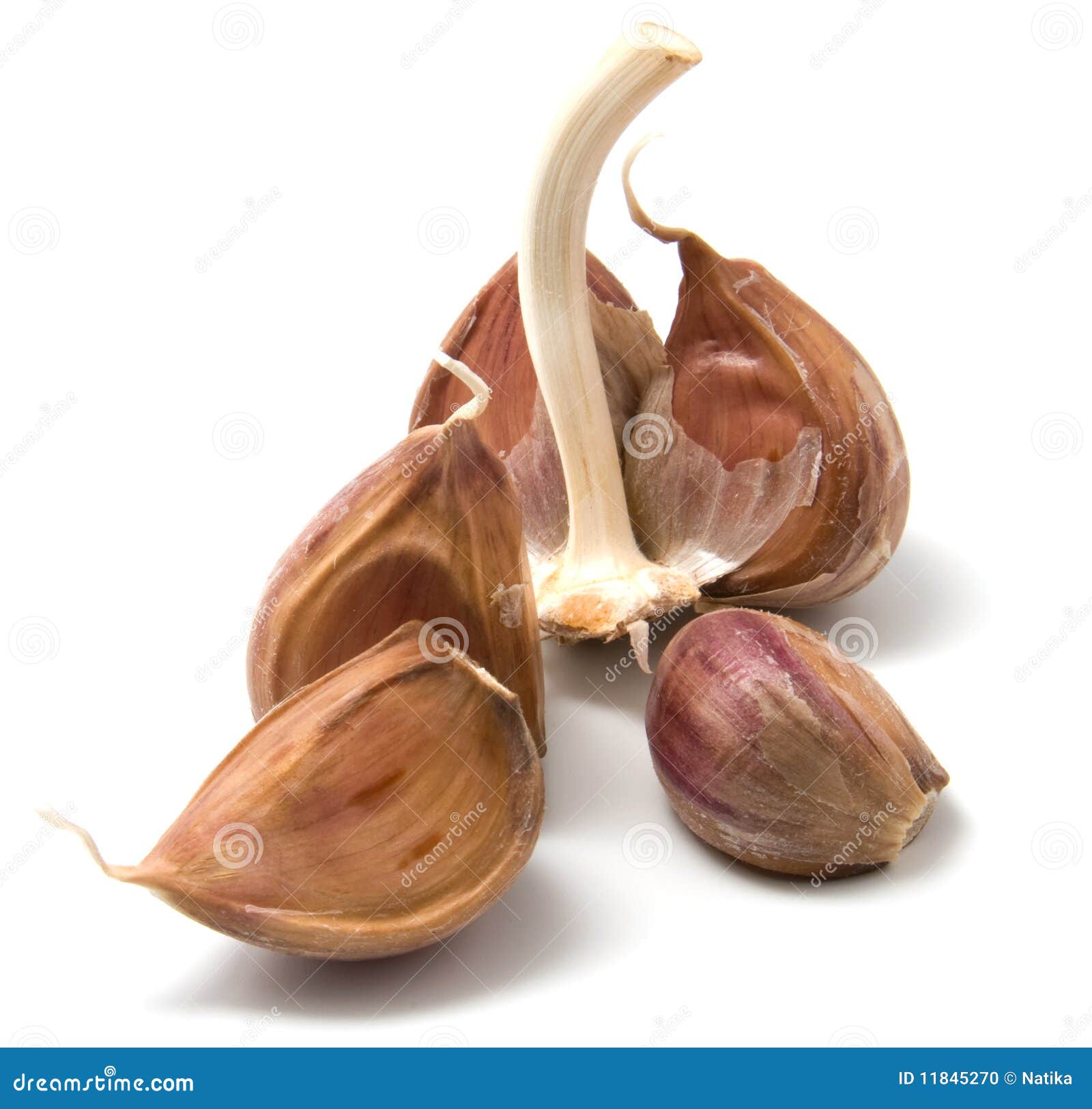Garlic bulb stock photo. Image of clove, separated, nutritious - 11845270