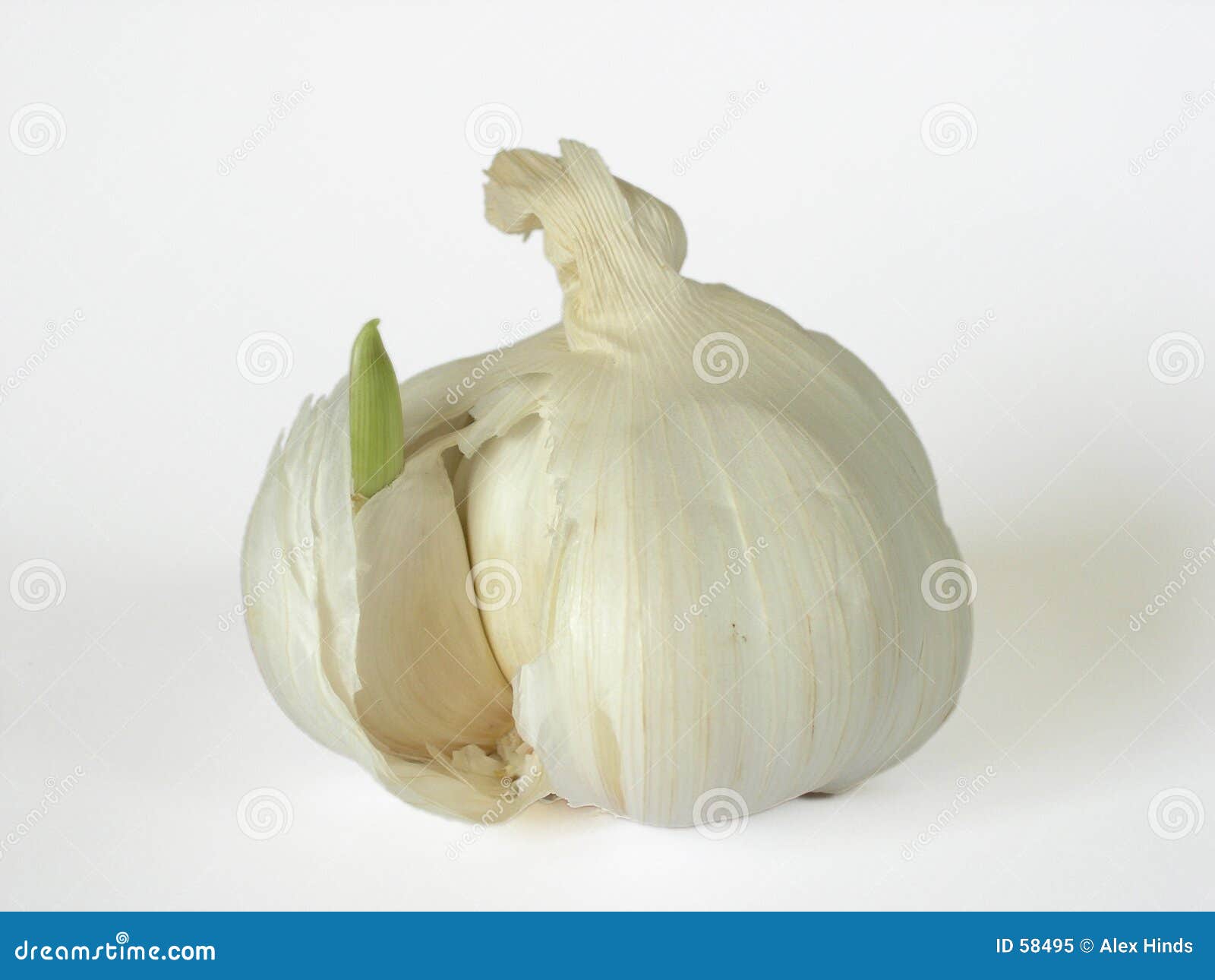 Garlic bulb stock image. Image of asian, spices, produce - 58495