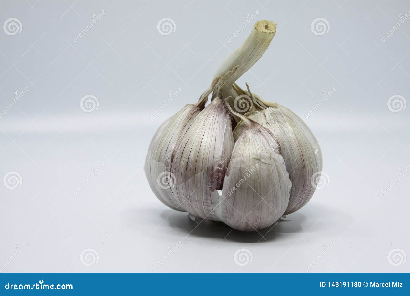 Garlic bulb stock photo. Image of clove, condiment, nutrition - 143191180