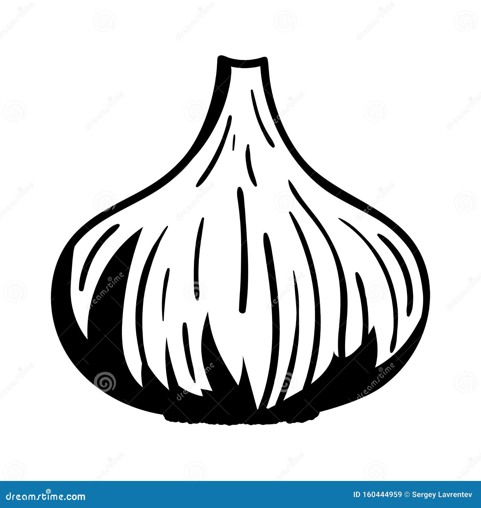 Garlic bulb. Vector stock illustration. Illustration of clove - 160444959