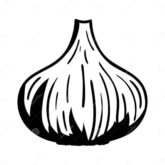 Garlic bulb. Vector stock illustration. Illustration of clove - 160444959