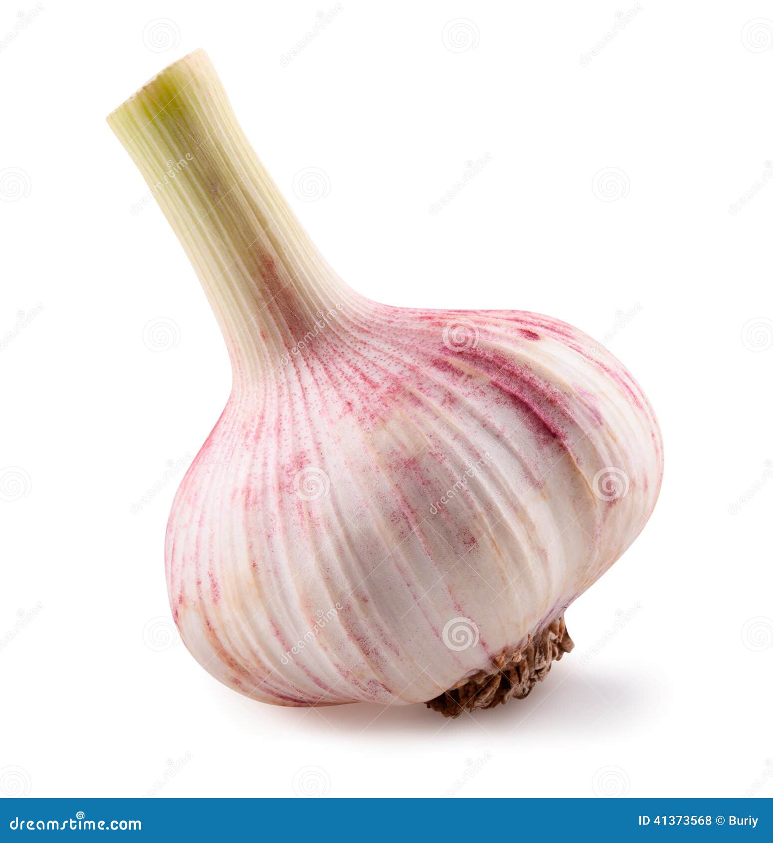 Garlic bulb stock photo. Image of closeup, intact, single - 41373568