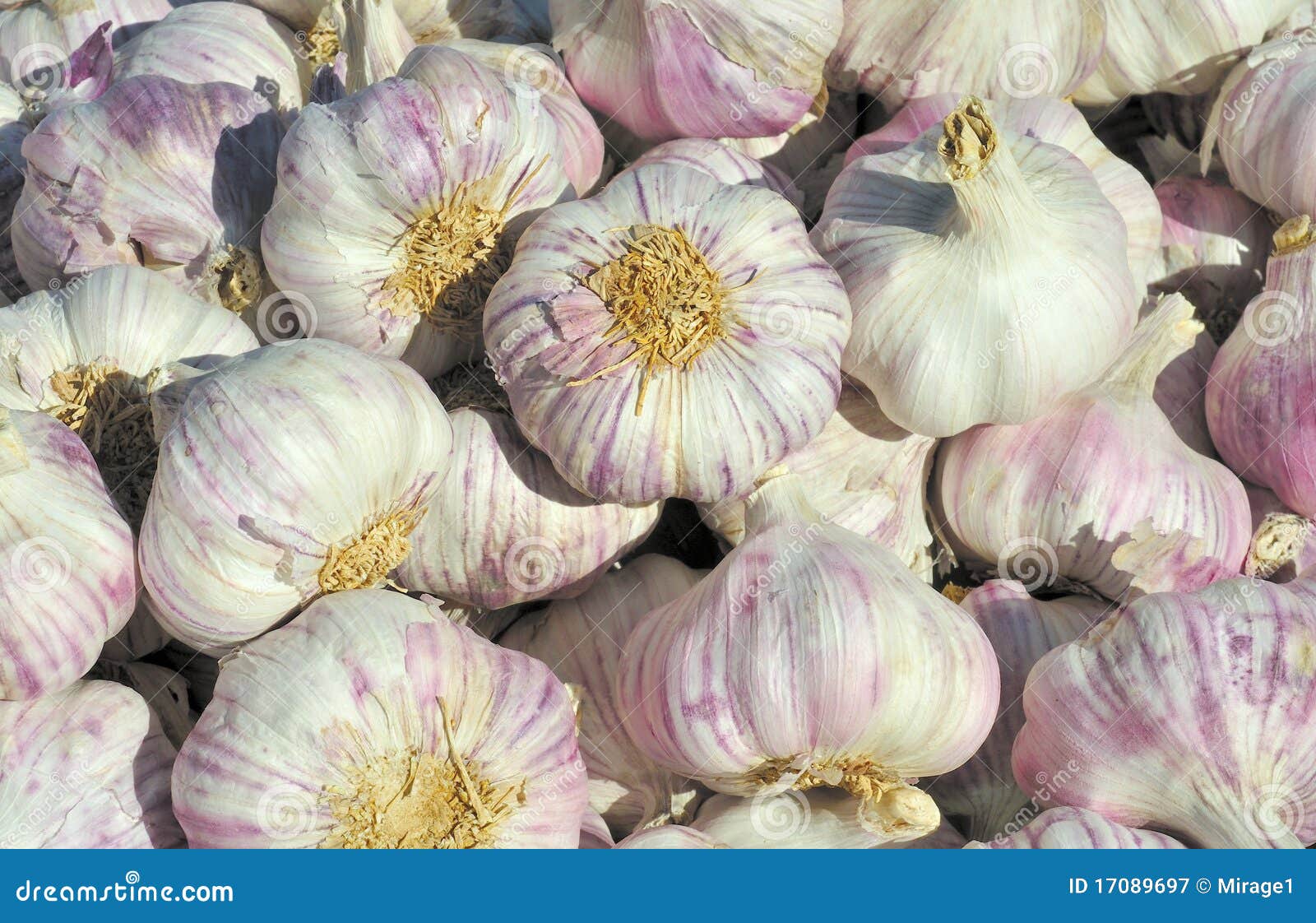 Garlic Bulbs stock image. Image of bulbs, garlic, flavor - 17089697