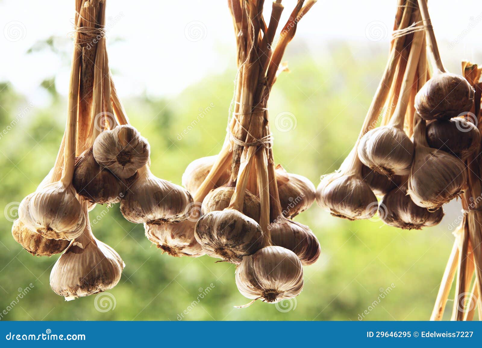 Garlic bulbs stock image. Image of nature, rural, healthy - 29646295