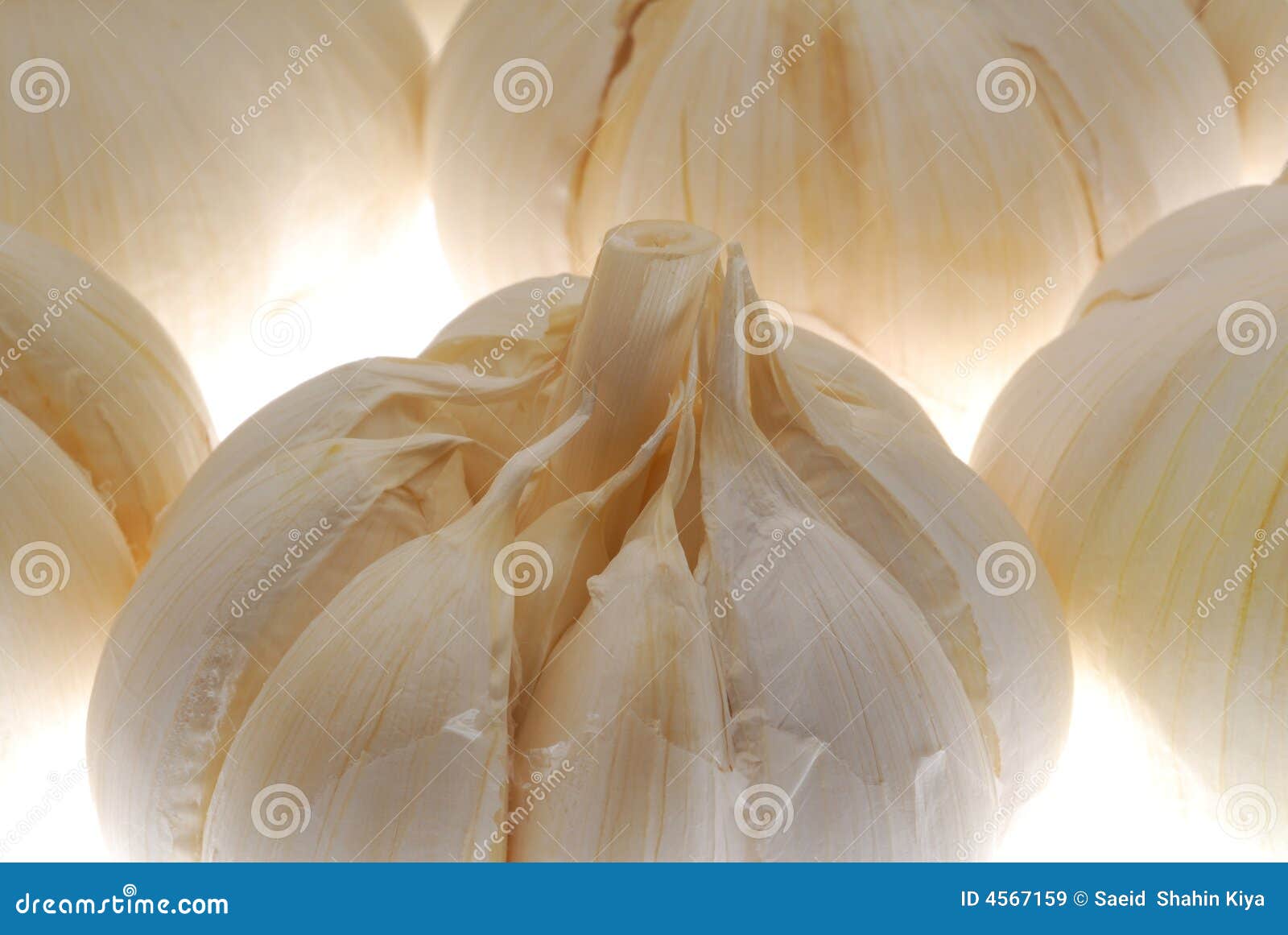 Garlic bulbs stock image. Image of cloves, bulb, seasoning - 4567159