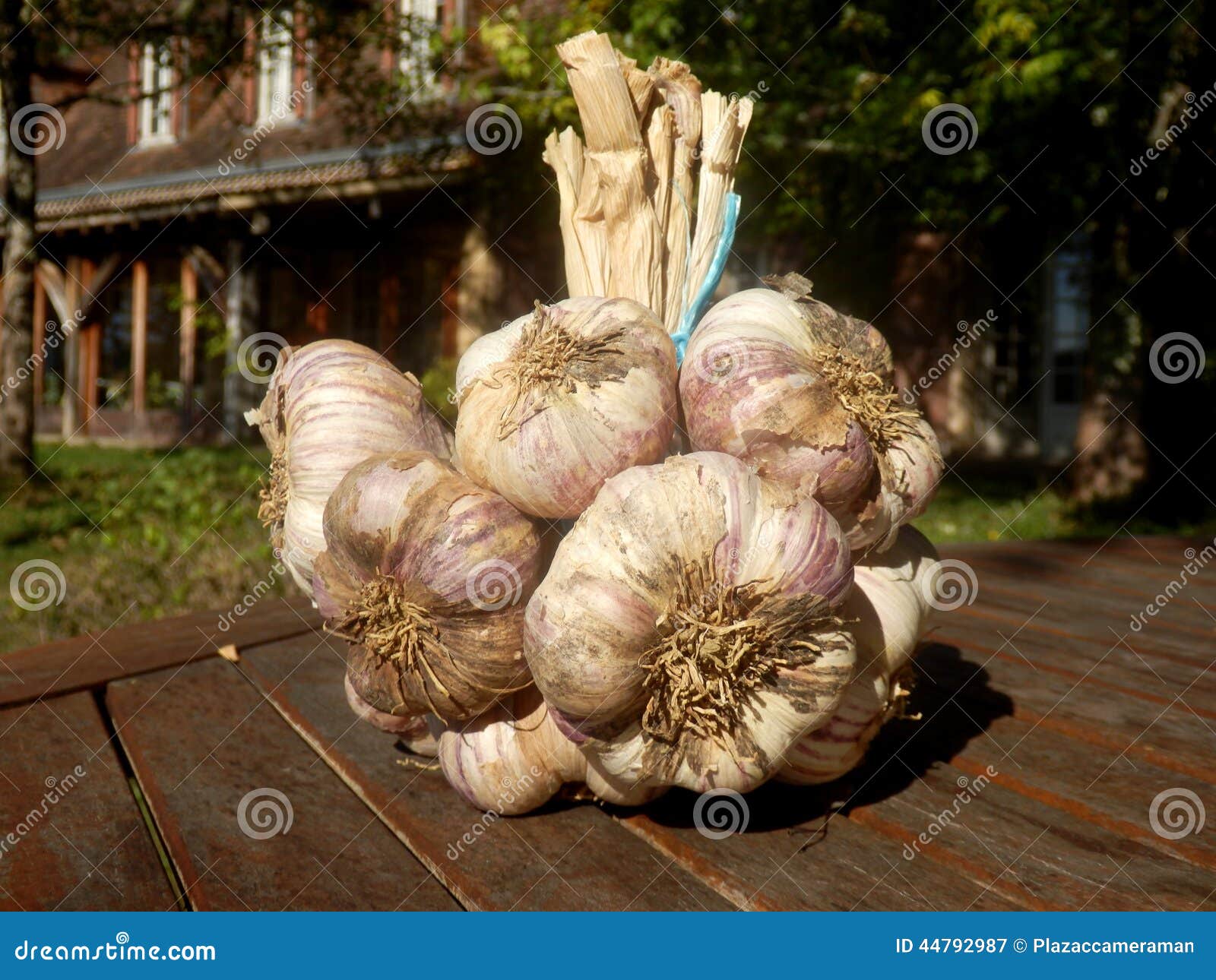 Garlic Bulbs stock image. Image of food, cooking, root - 44792987