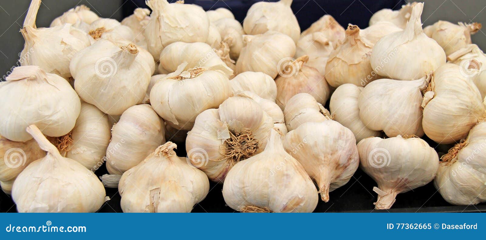 Garlic Bulbs. stock image. Image of vegetable, condiment - 77362665