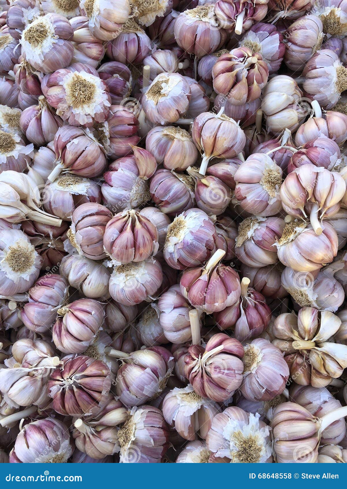 Garlic Bulbs stock photo. Image of vegetable, flavoring - 68648558