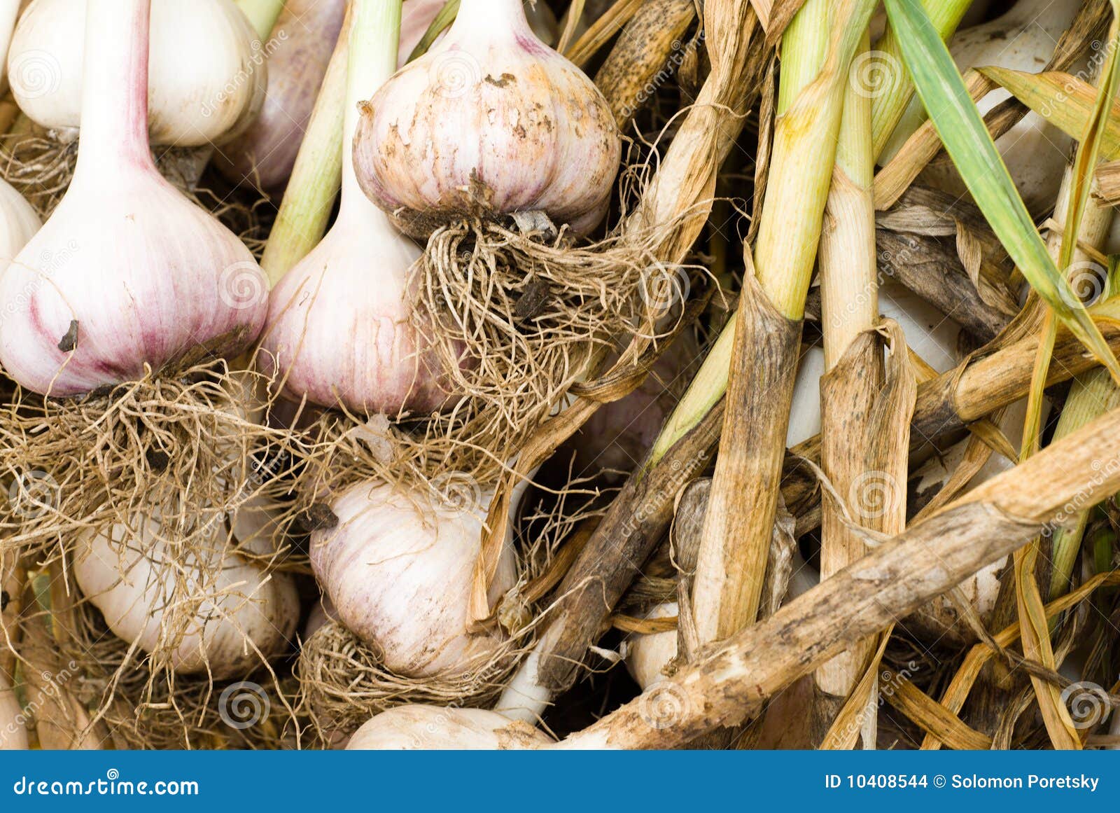 Garlic Bulbs and Stalks stock photo. Image of organic - 10408544
