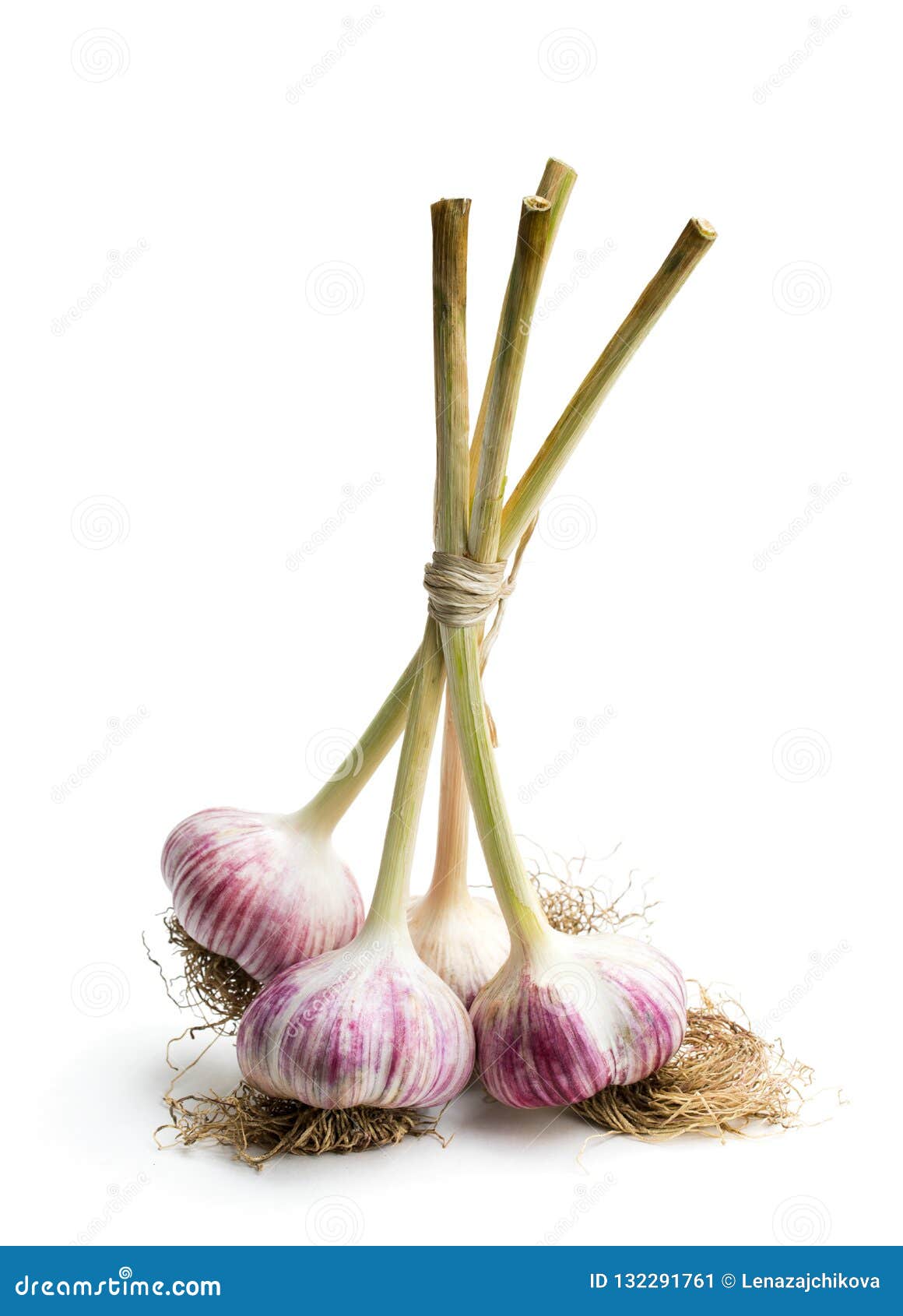 Garlic Bulbs with Stem and Root Isolated on White Stock Image - Image ...