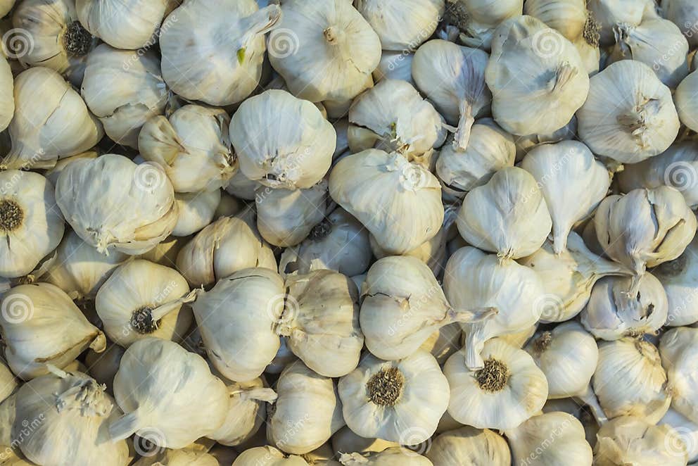Garlic in bulk stock image. Image of dried, gardening - 37255047