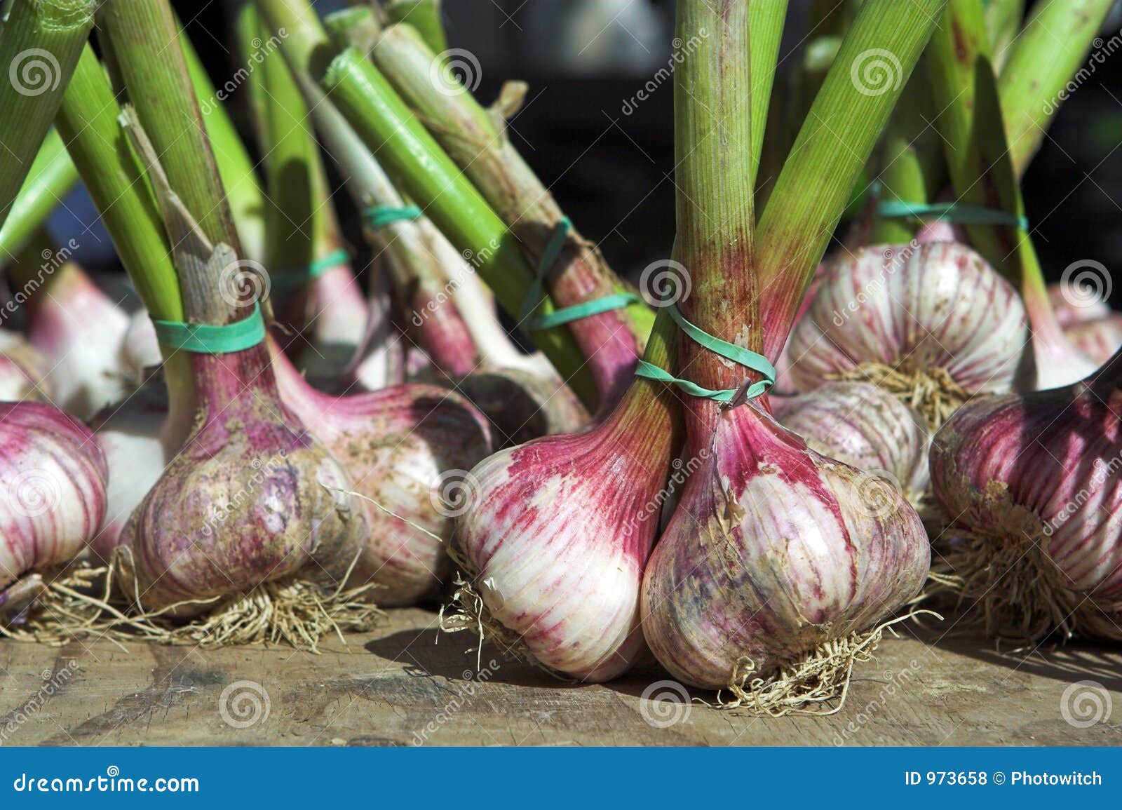 Garlic bunch stock photo. Image of cooking, france, culinary - 973658