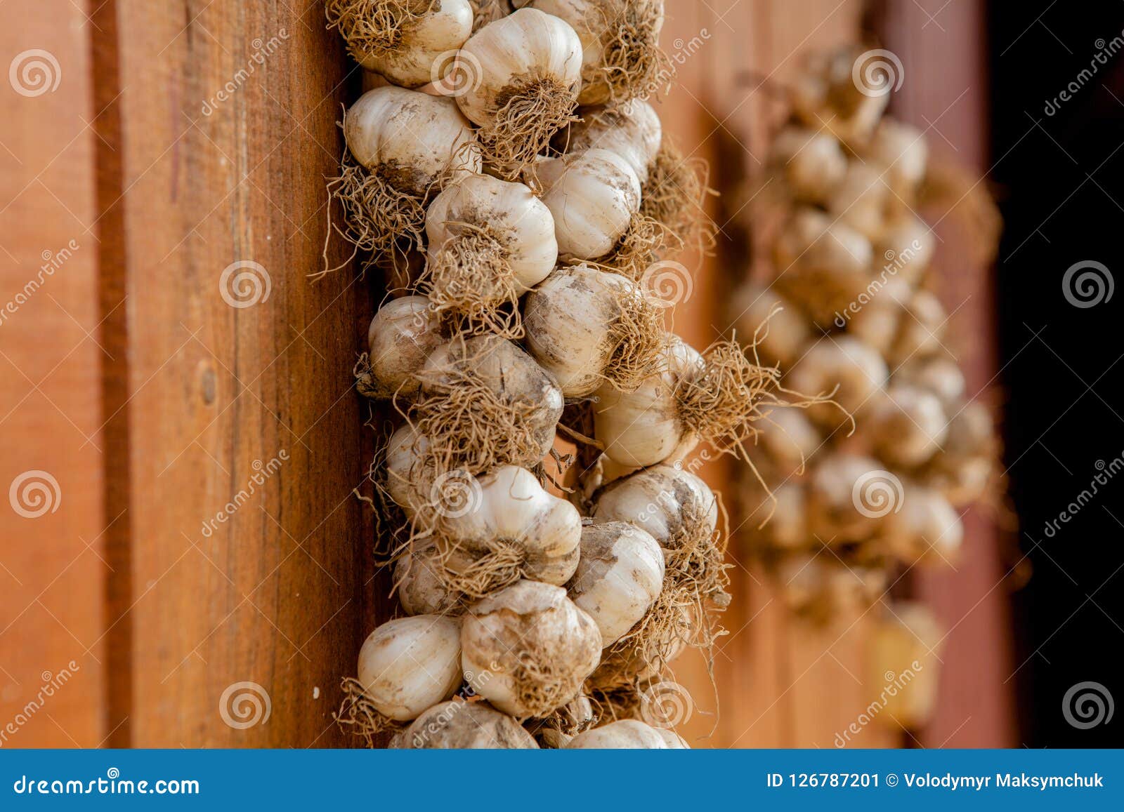 Garlic Bunch: Garlic Was Ready To Use in a Group of Bunch Stock Image ...
