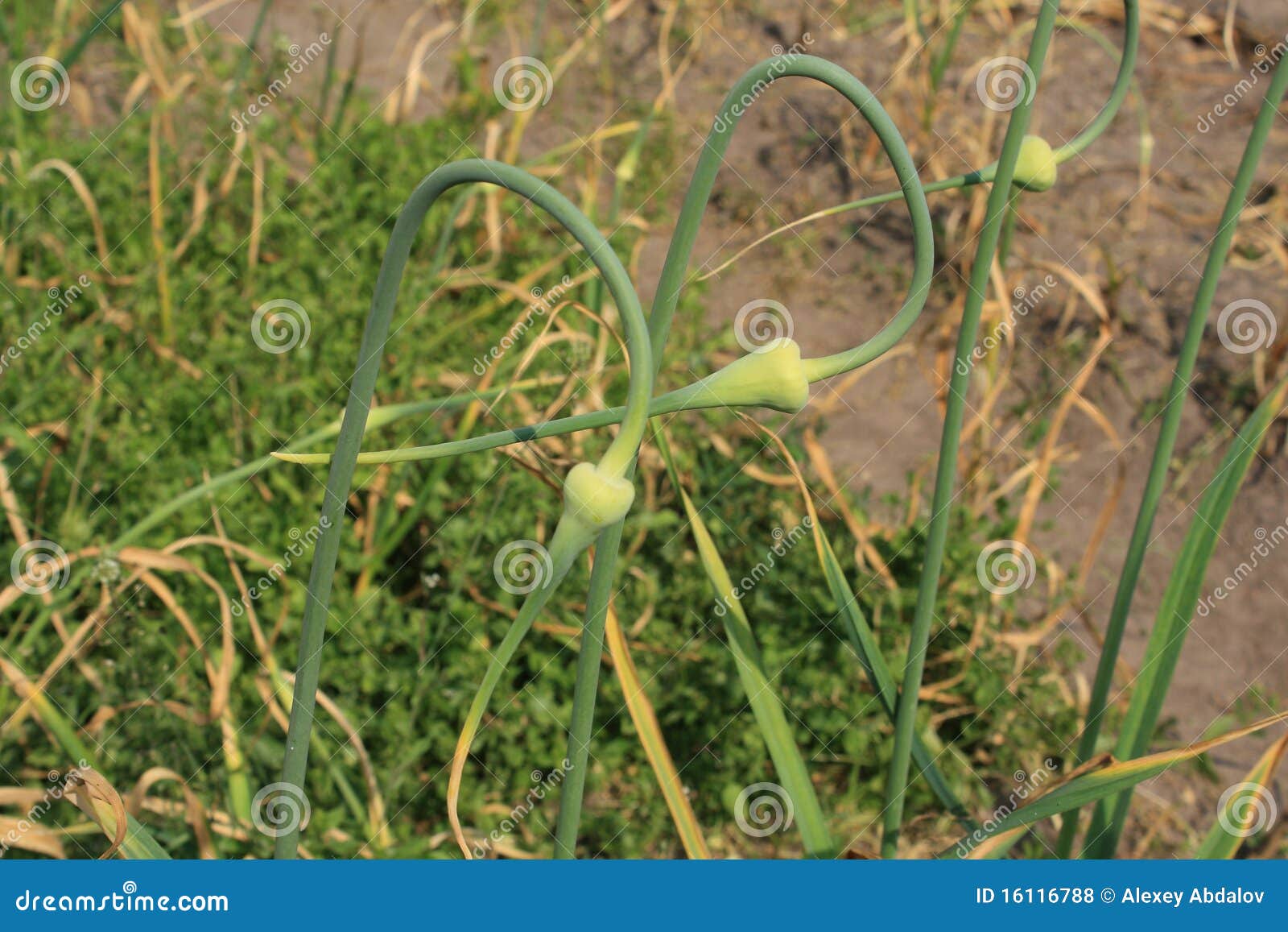 Garlic (Cheremsha) stock photo. Image of manufacturing - 16116788
