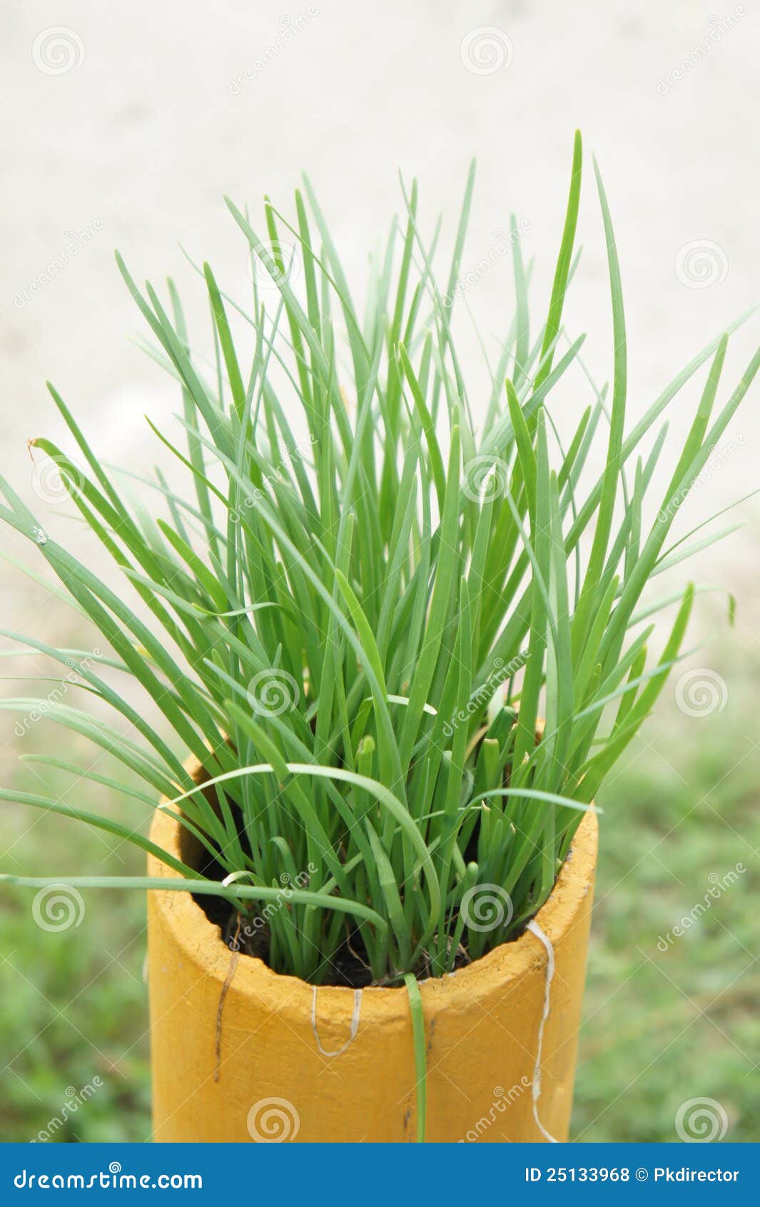 Garlic chives stock photo. Image of allium, fresh, chives - 25133968