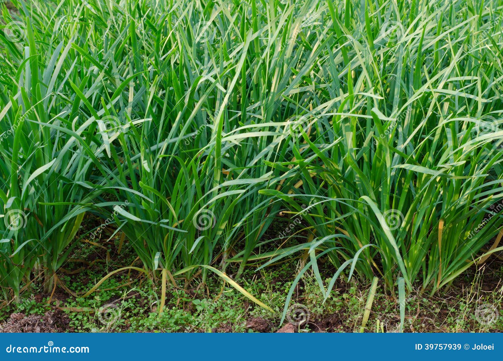 Garlic chives stock image. Image of lush, plant, bright - 39757939