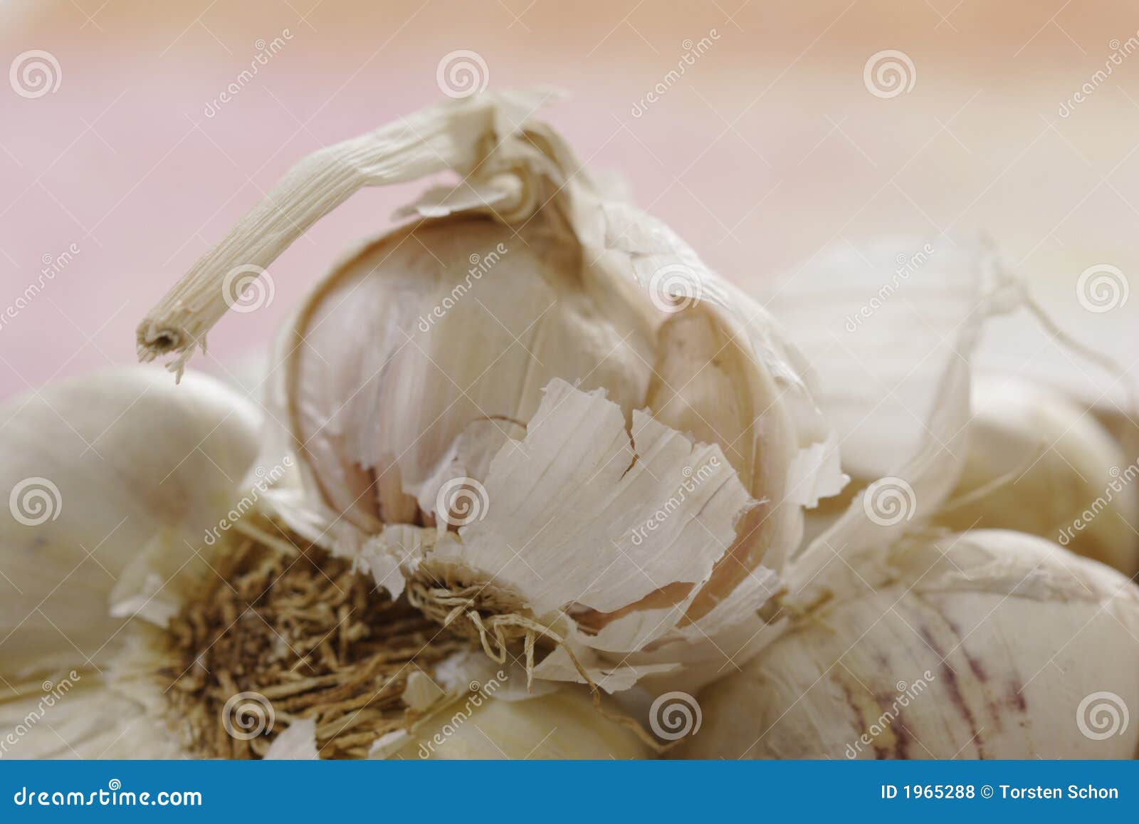 Garlic close-up stock photo. Image of pink, vegetable - 1965288