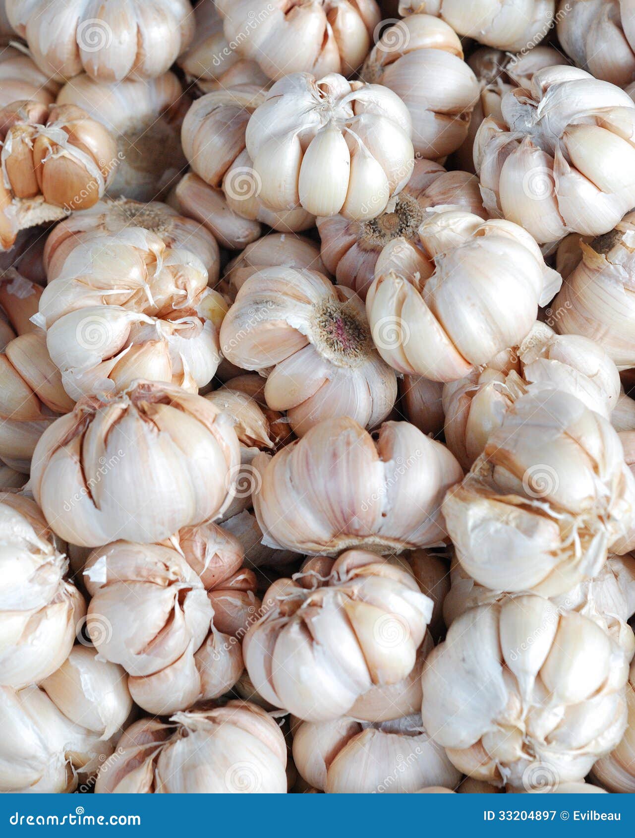 Garlic stock image. Image of healthy, organic, harvest - 33204897