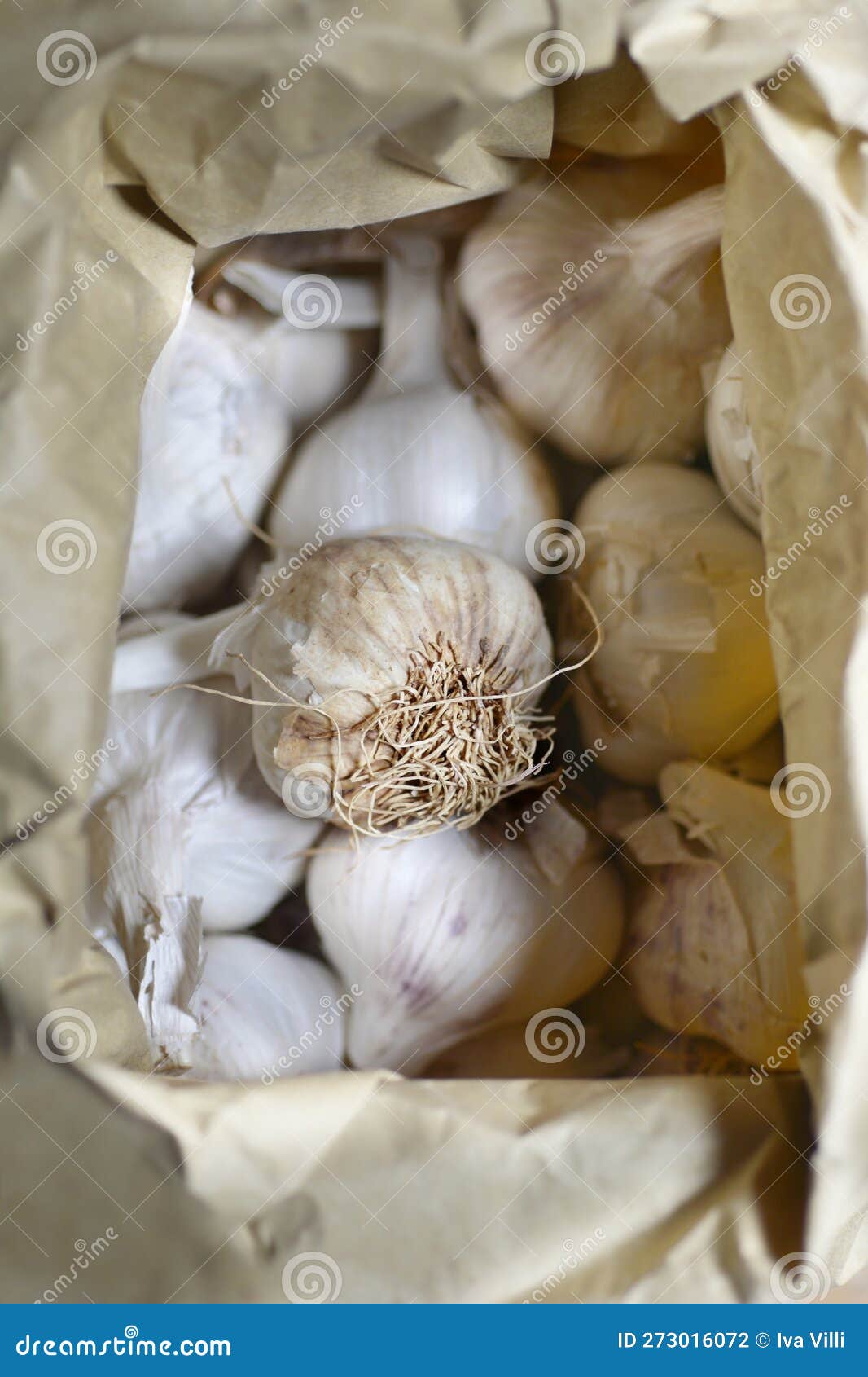 Garlic stock photo. Image of paper, white, garlic, food - 273016072