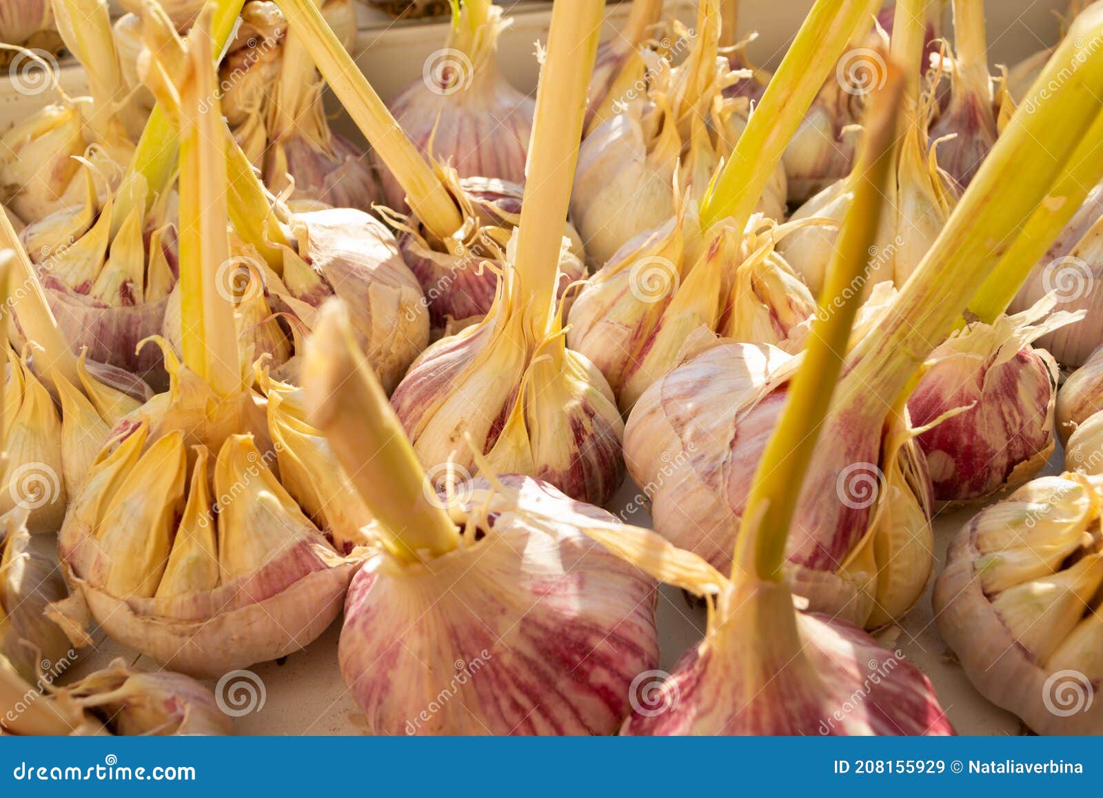 Garlic Close-up on the Windowsill Stock Image - Image of healthy, taste ...