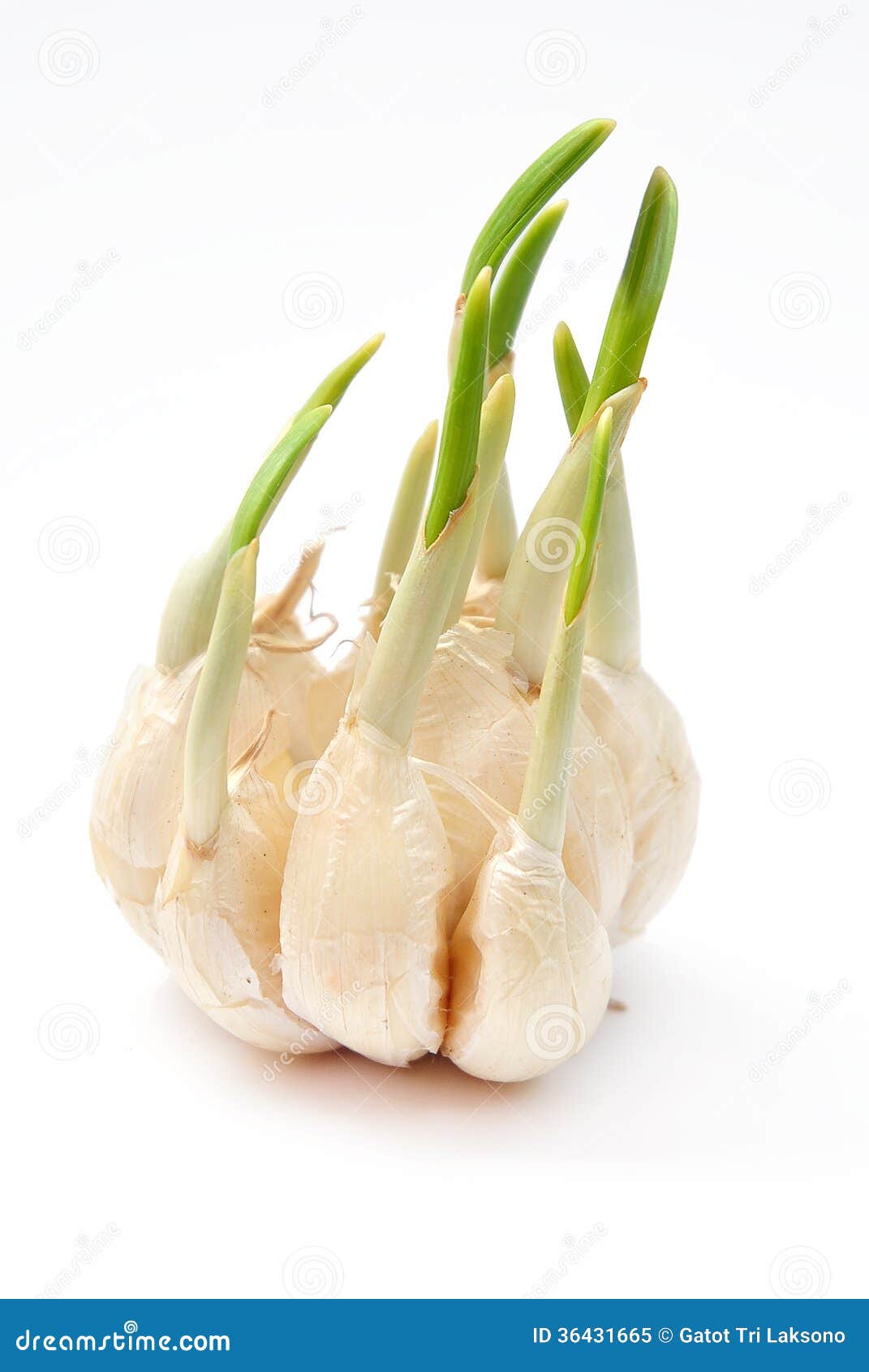 Garlic clove stock image. Image of isolated, full, plant - 36431665