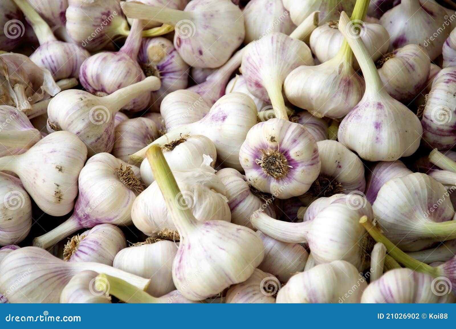 Garlic Cloves stock photo. Image of natural, nature, market - 21026902