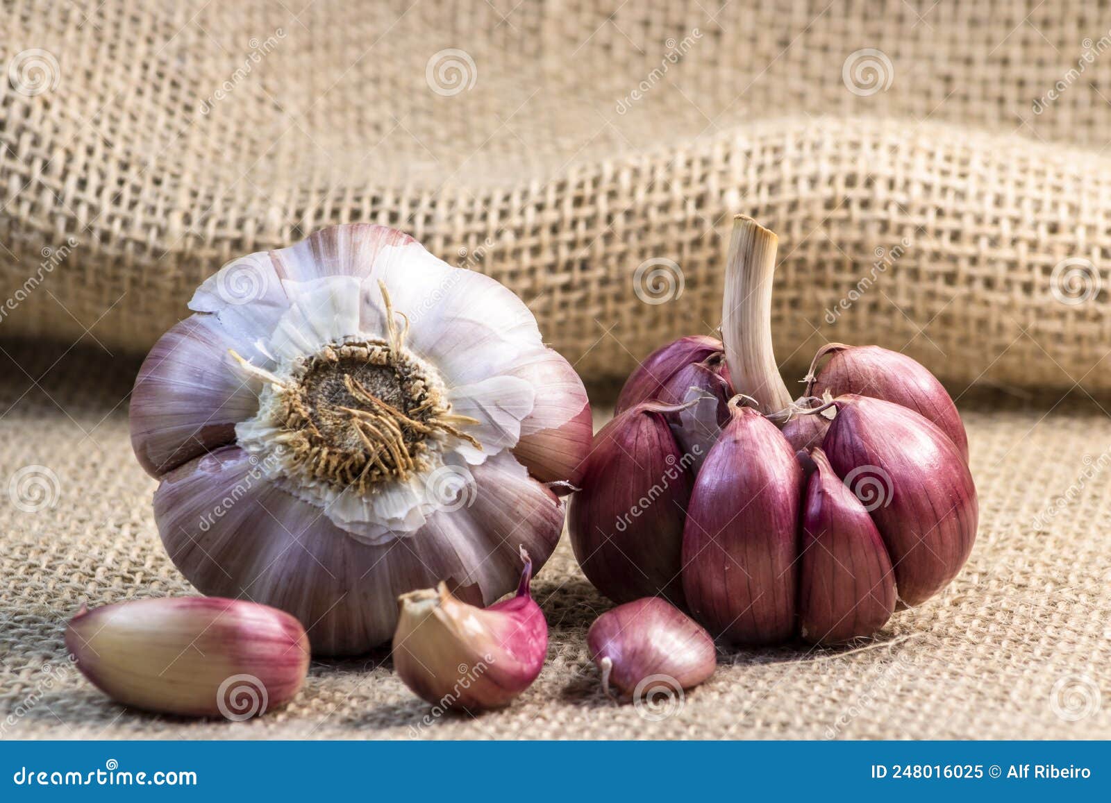 Garlic Cloves and Bulb on the Jute Background in Brazil Stock Image ...