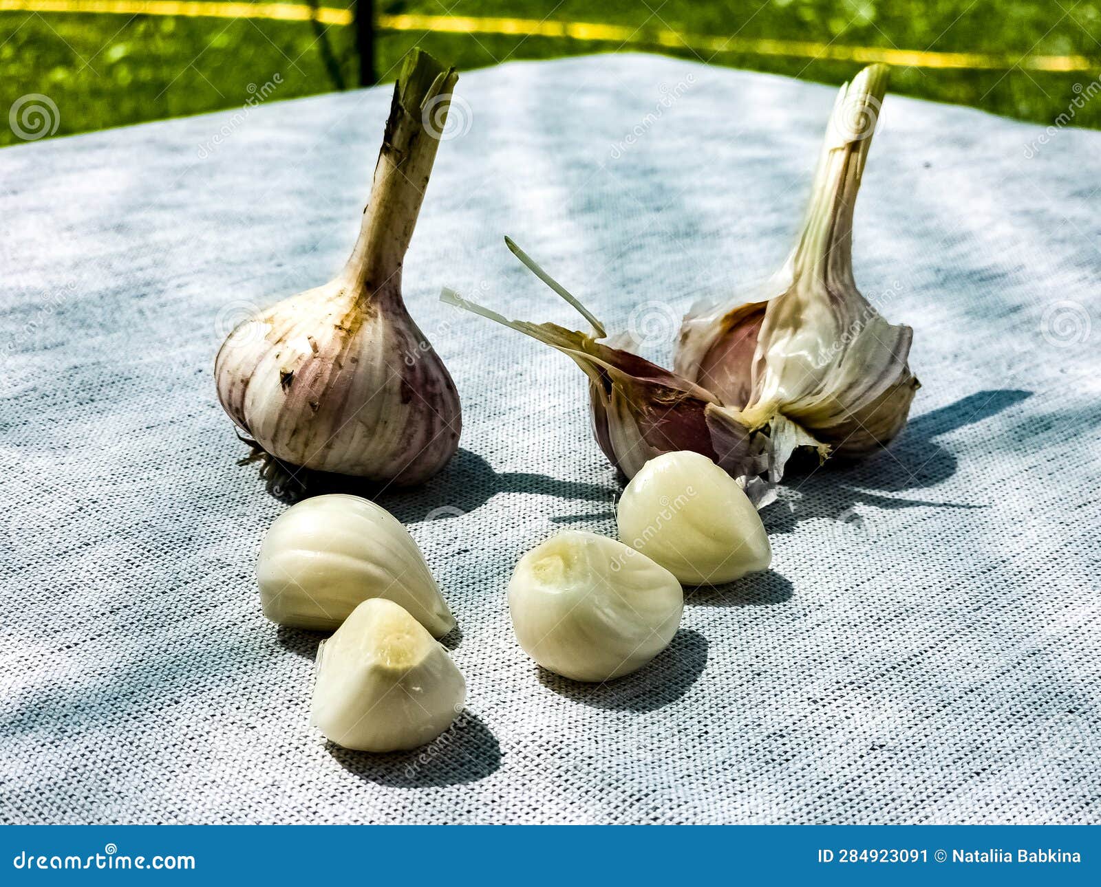 Garlic Cloves and a Head of Garlic on a Gray Burlap Stock Image - Image ...