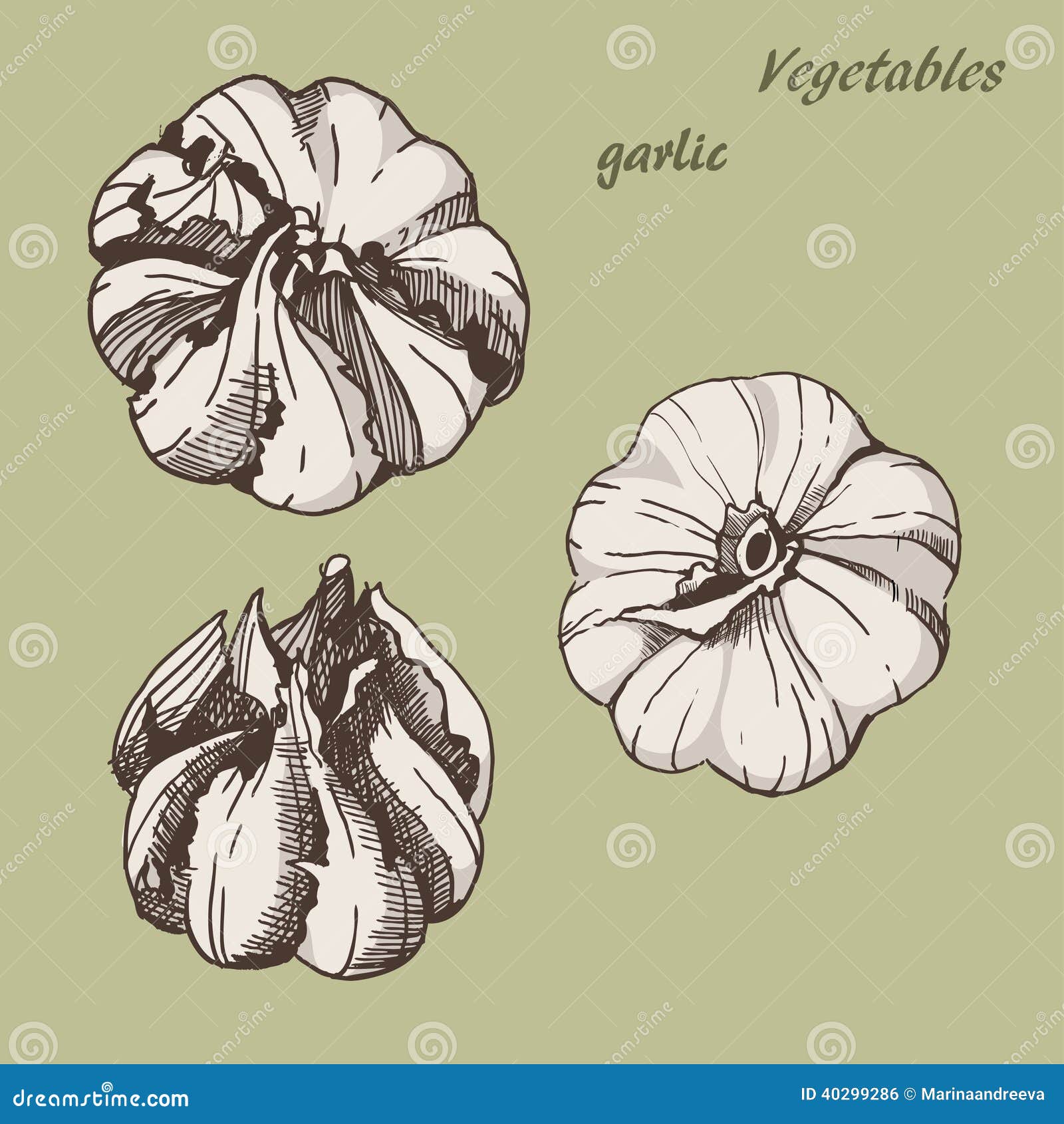 Garlic colour stock vector. Illustration of painted, structure - 40299286